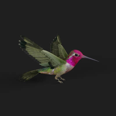 Hummingbird 3D Model by js3dcreative