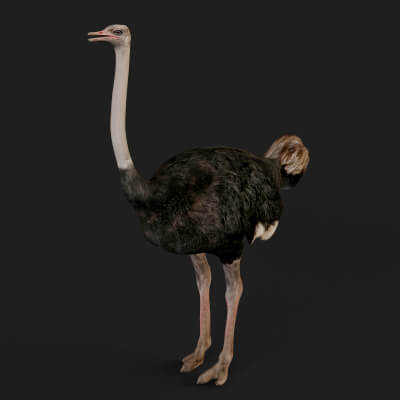 Ostrich 3D Model by js3dcreative