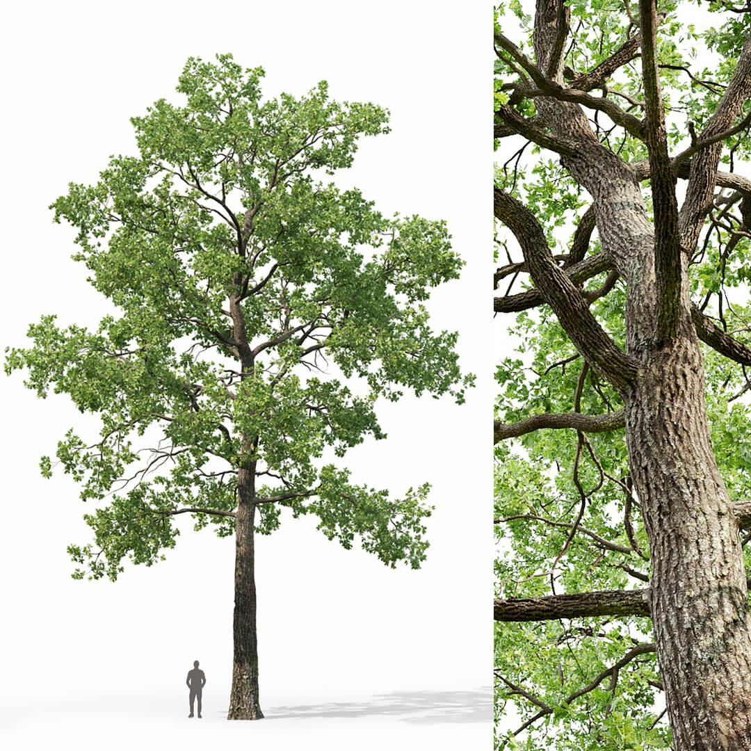 Oak-Tree 235 3D Model by kabten-mimo2024