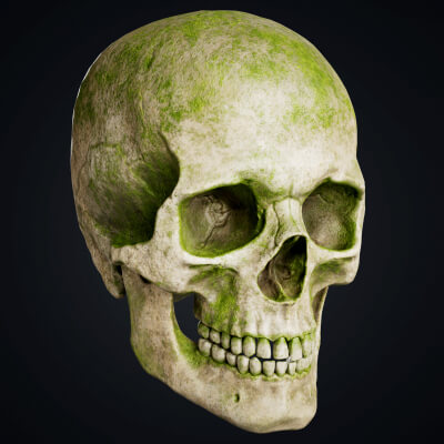 Human Male Skull - 3D Model by Kaipis