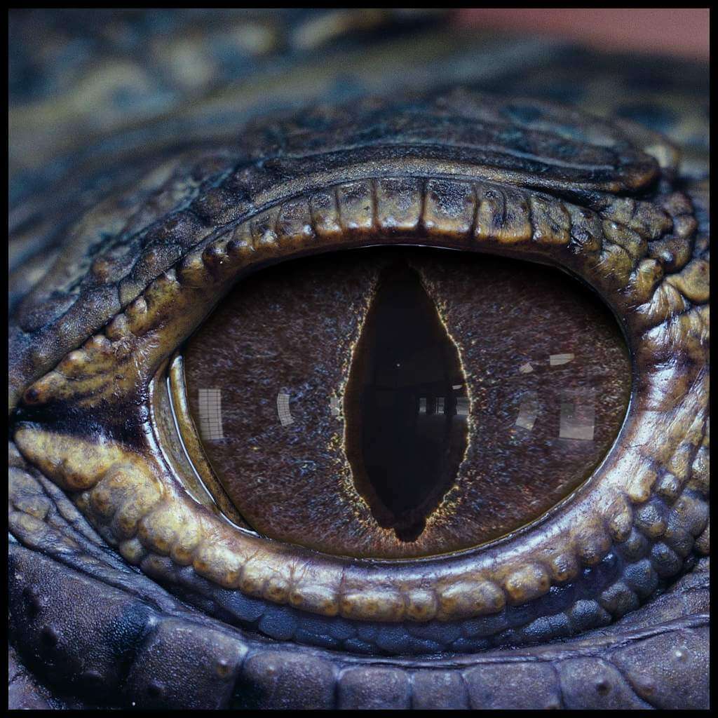 Creature Eye Texture Maps Vol 01 by Kallie5103