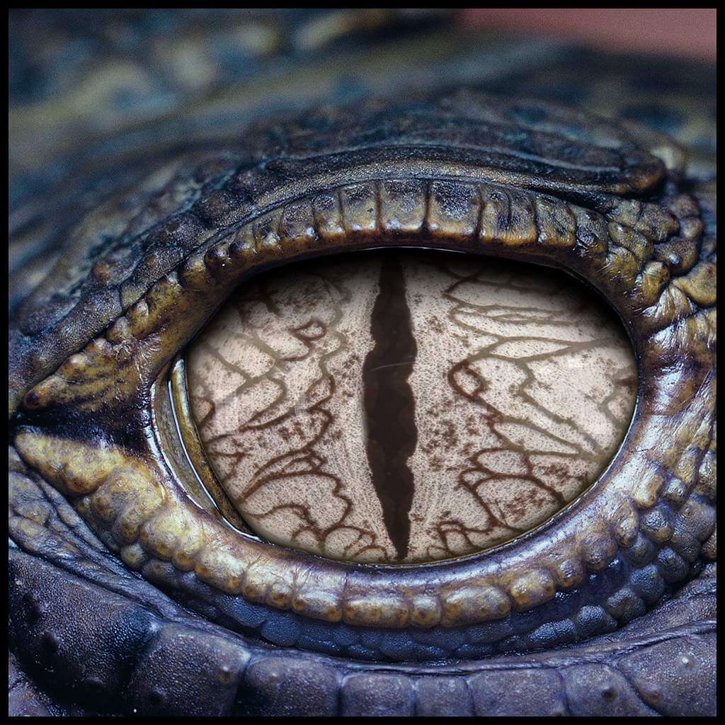 Creature Eye Texture Maps Vol 01 by Kallie5103