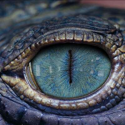 Creature Eye Texture Maps Vol 01 by Kallie5103