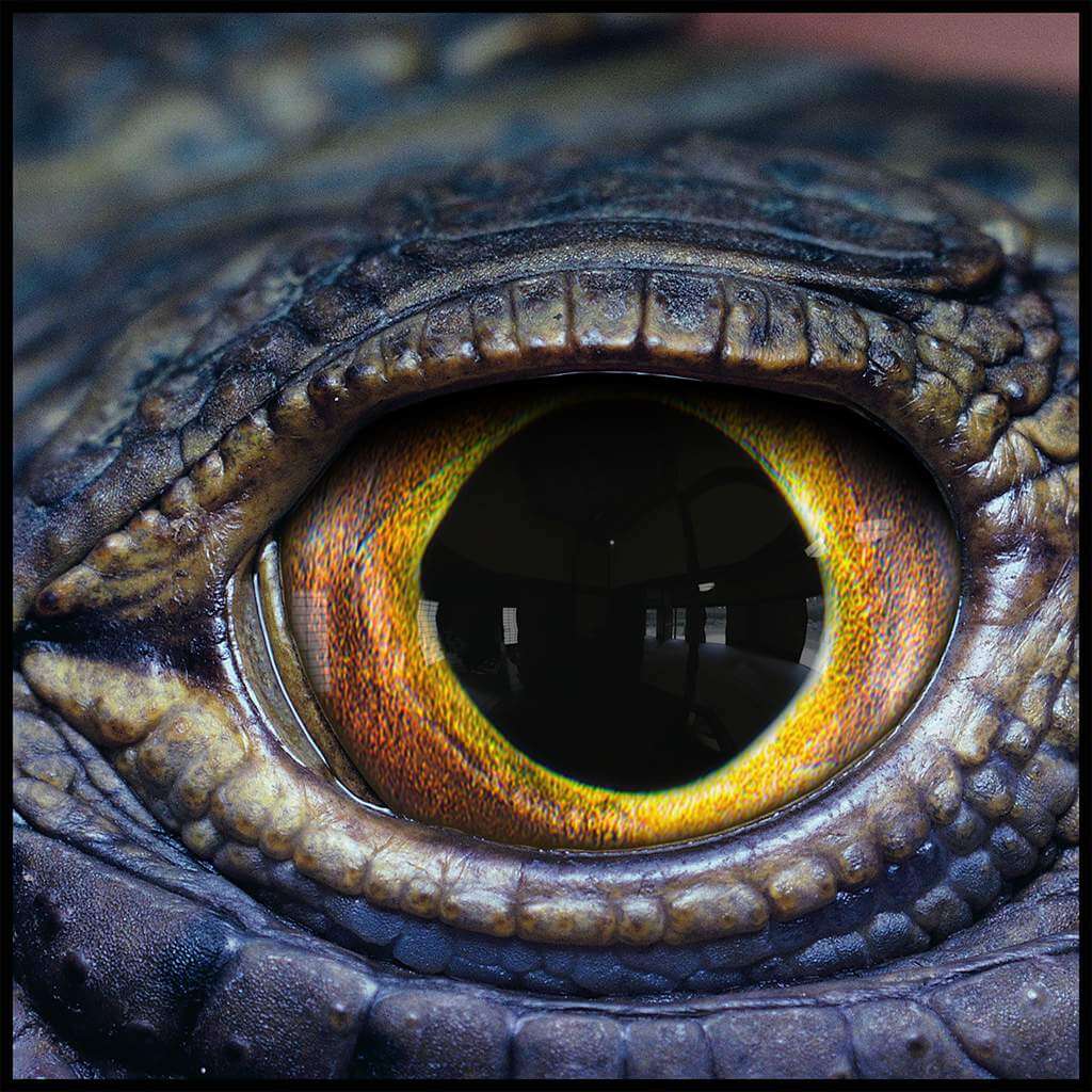 Creature Eye Textures - Vol 03 3D Texture by Kallie5103