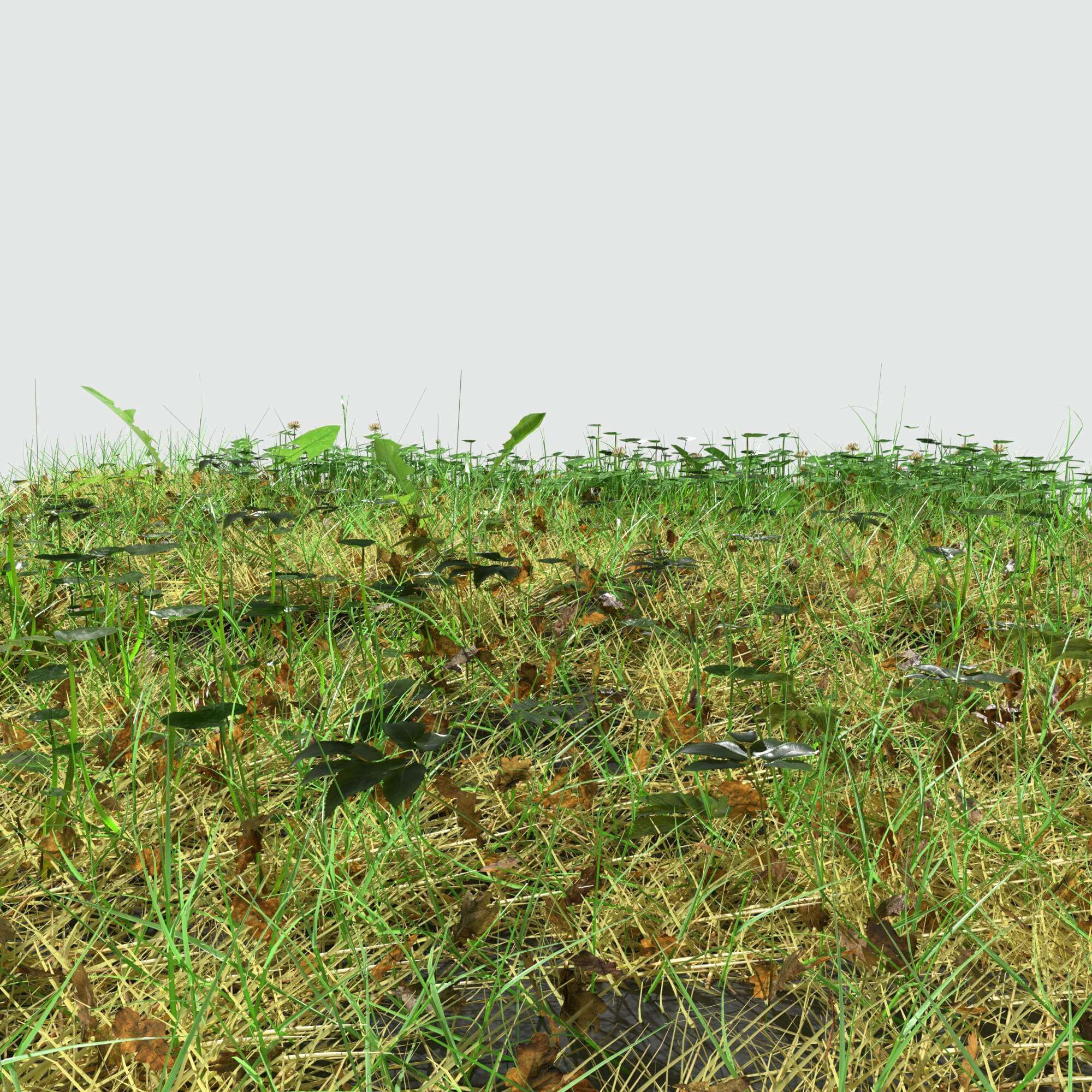 Ashweed Meadow Patch - 3D Model by kambur