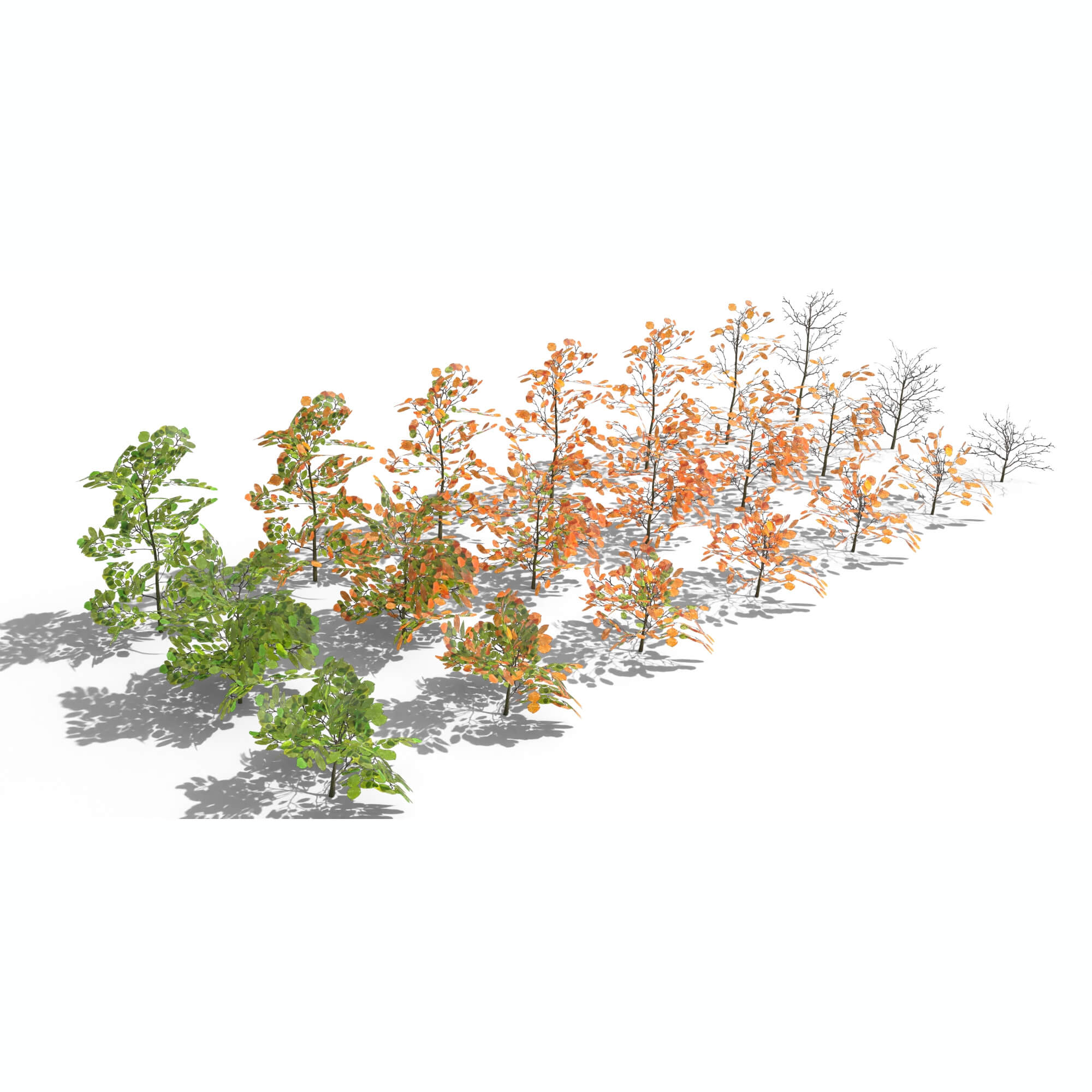 Beech Shrub Pack - 3D Model by kambur