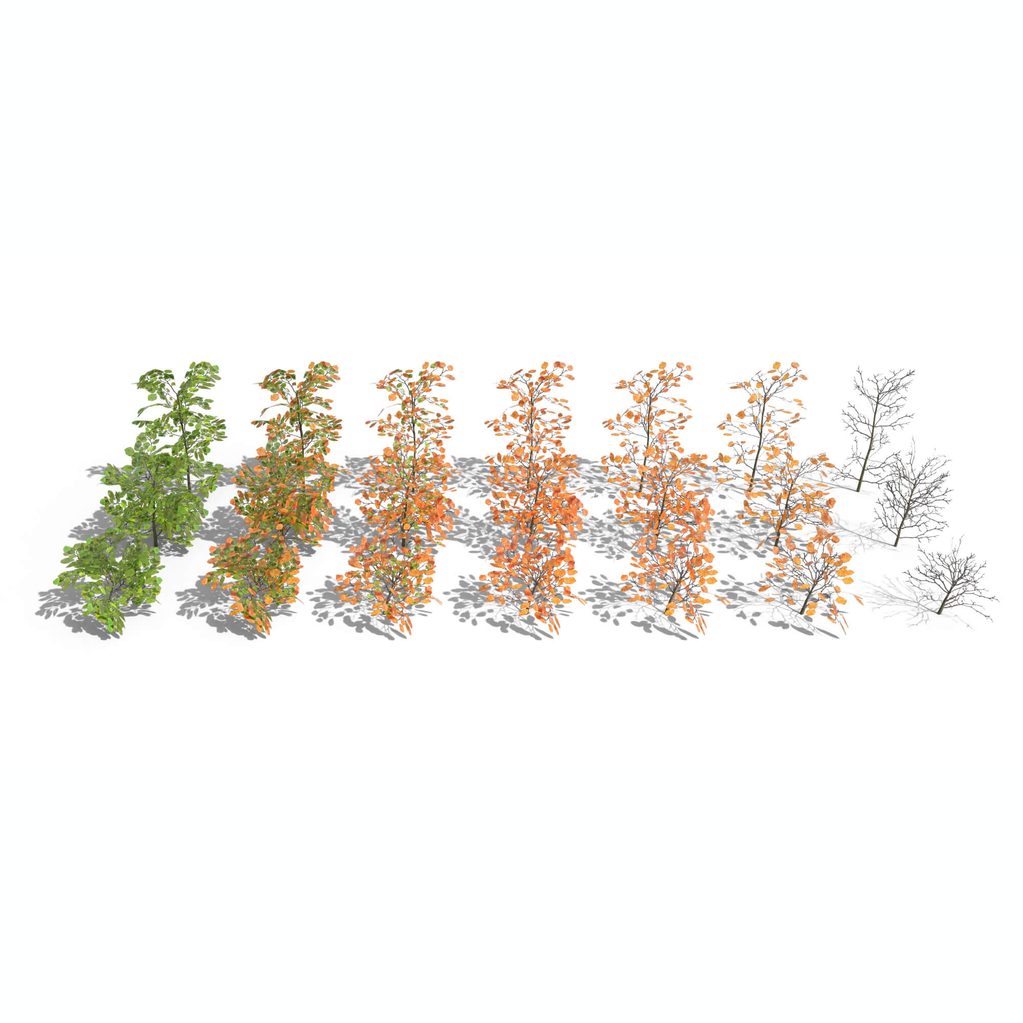 Beech Shrub Pack - 3D Model by kambur