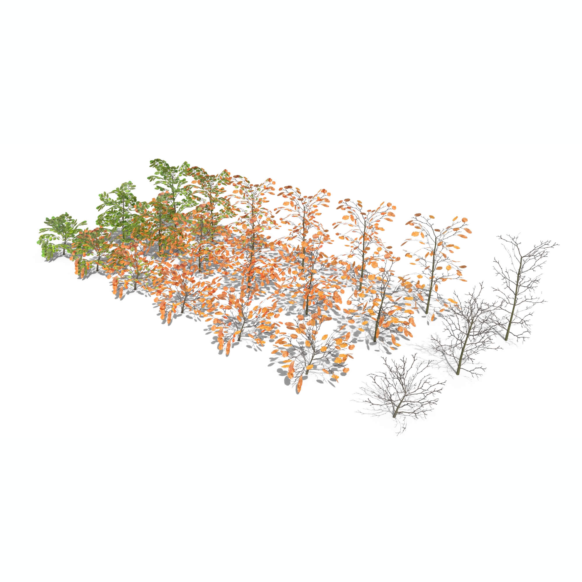 Beech Shrub Pack - 3D Model by kambur
