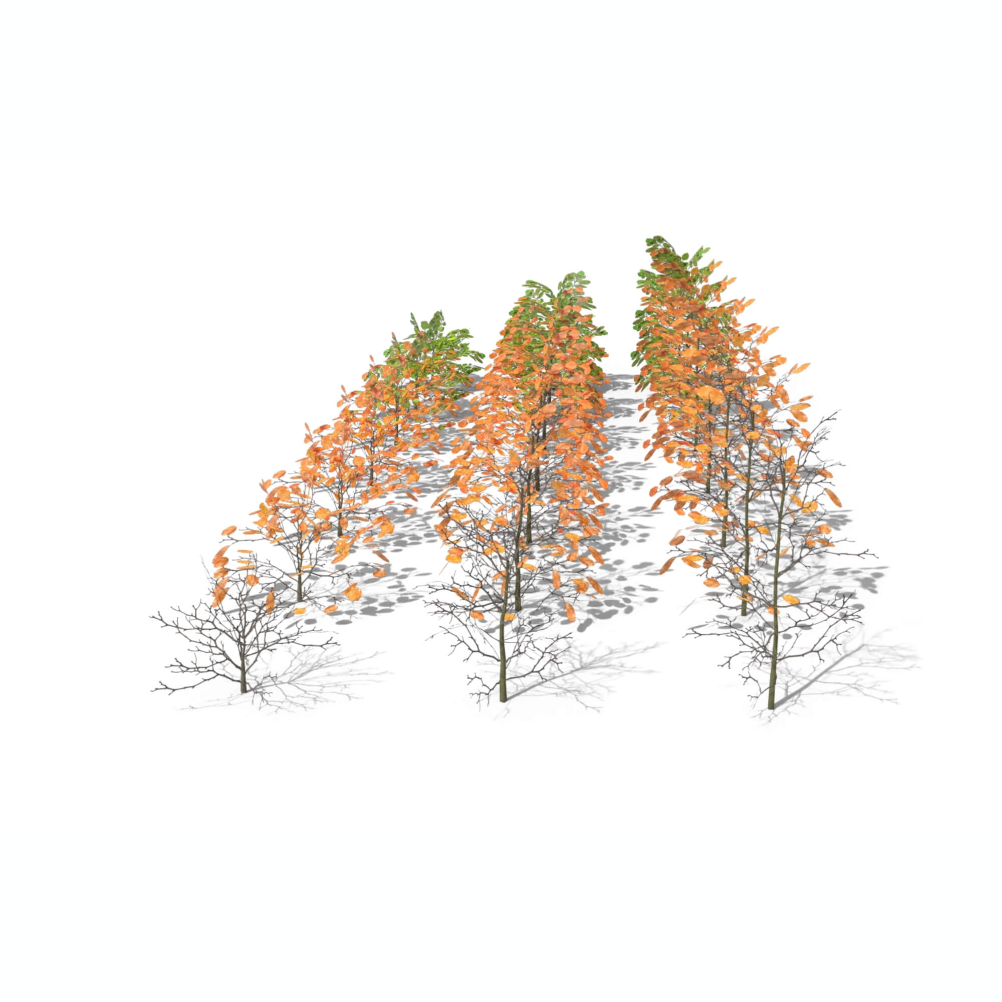 Beech Shrub Pack - 3D Model by kambur