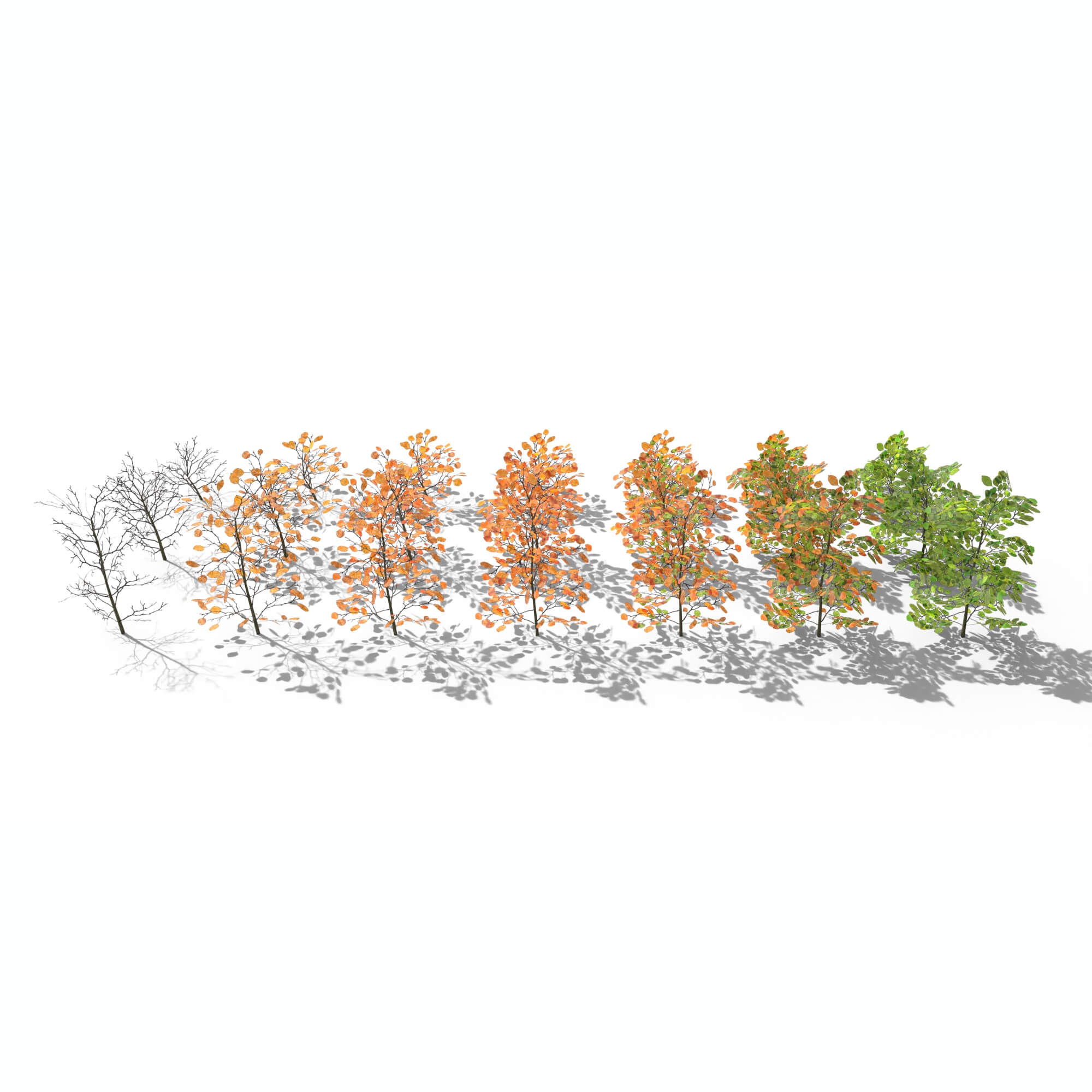 Beech Shrub Pack - 3D Model by kambur