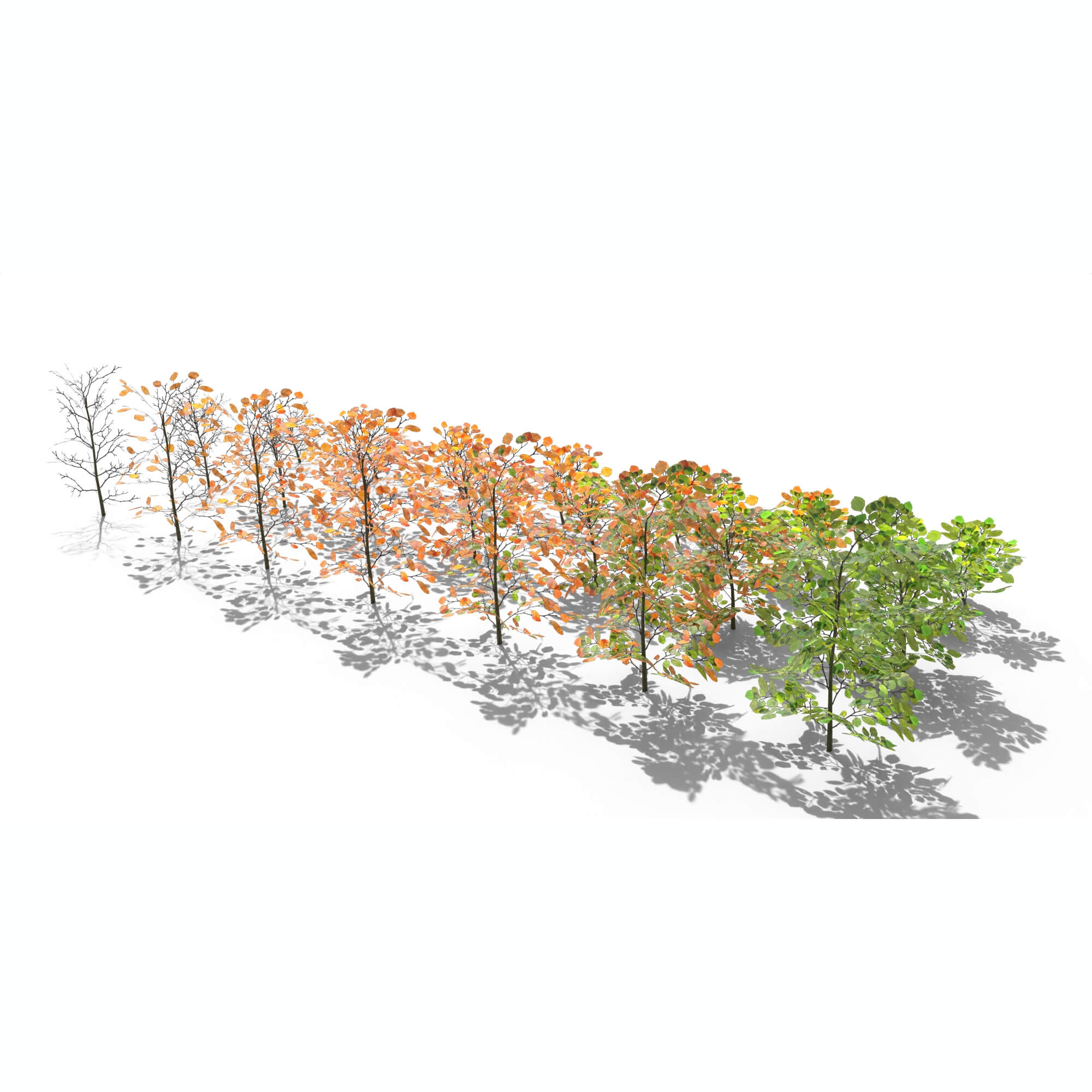 Beech Shrub Pack - 3D Model by kambur