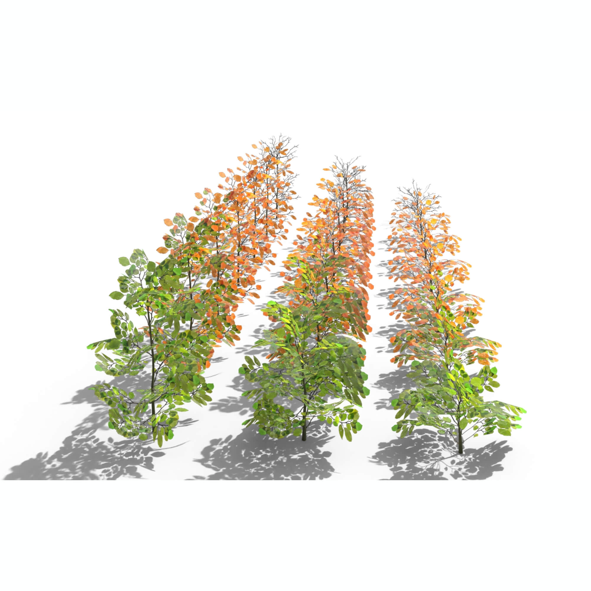 Beech Shrub Pack - 3D Model by kambur