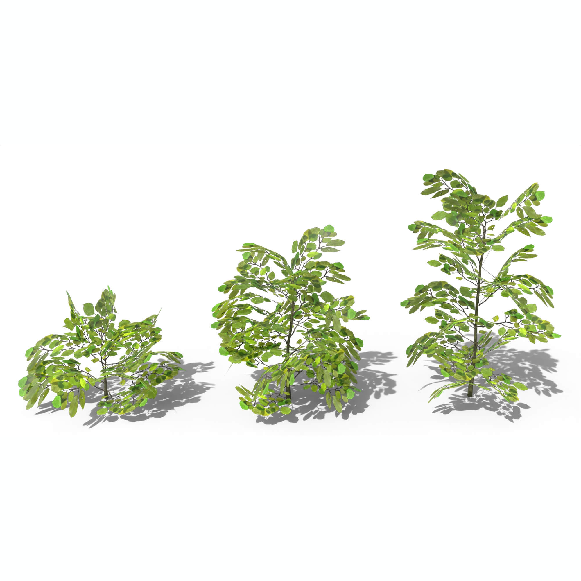 Beech Shrub Pack - 3D Model by kambur