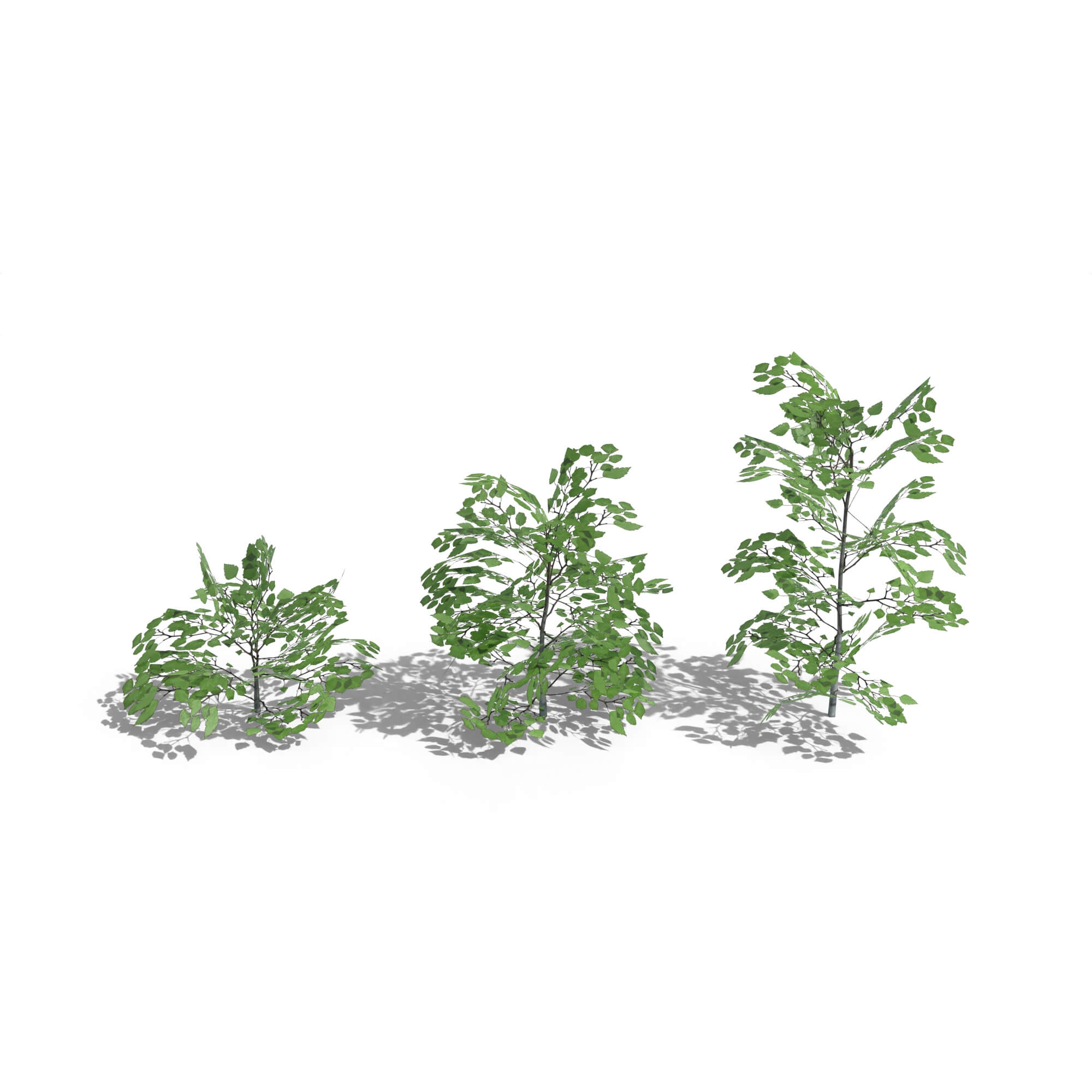 Birch Shrubs Pack - 3D Model by kambur