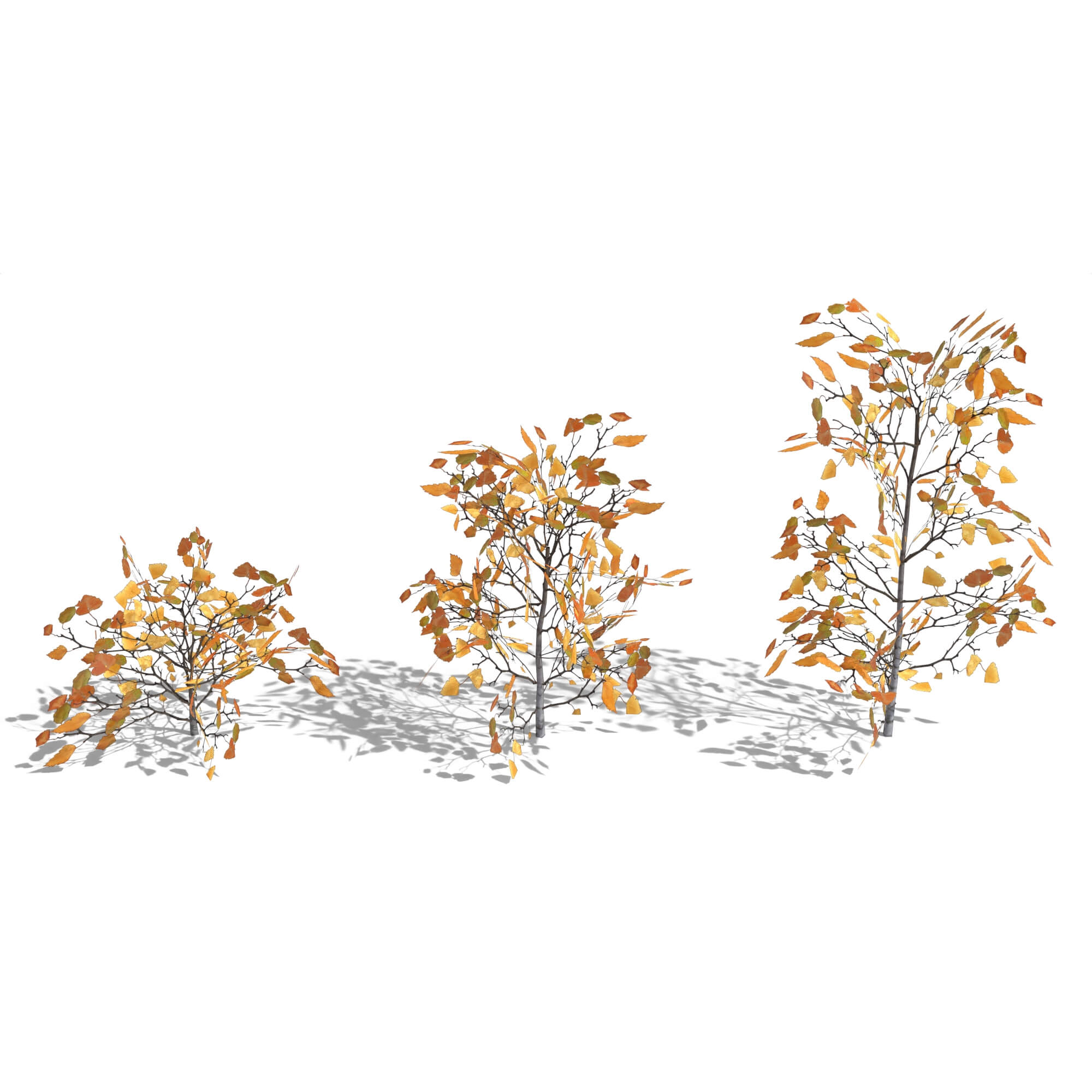 Birch Shrubs Pack - 3D Model by kambur
