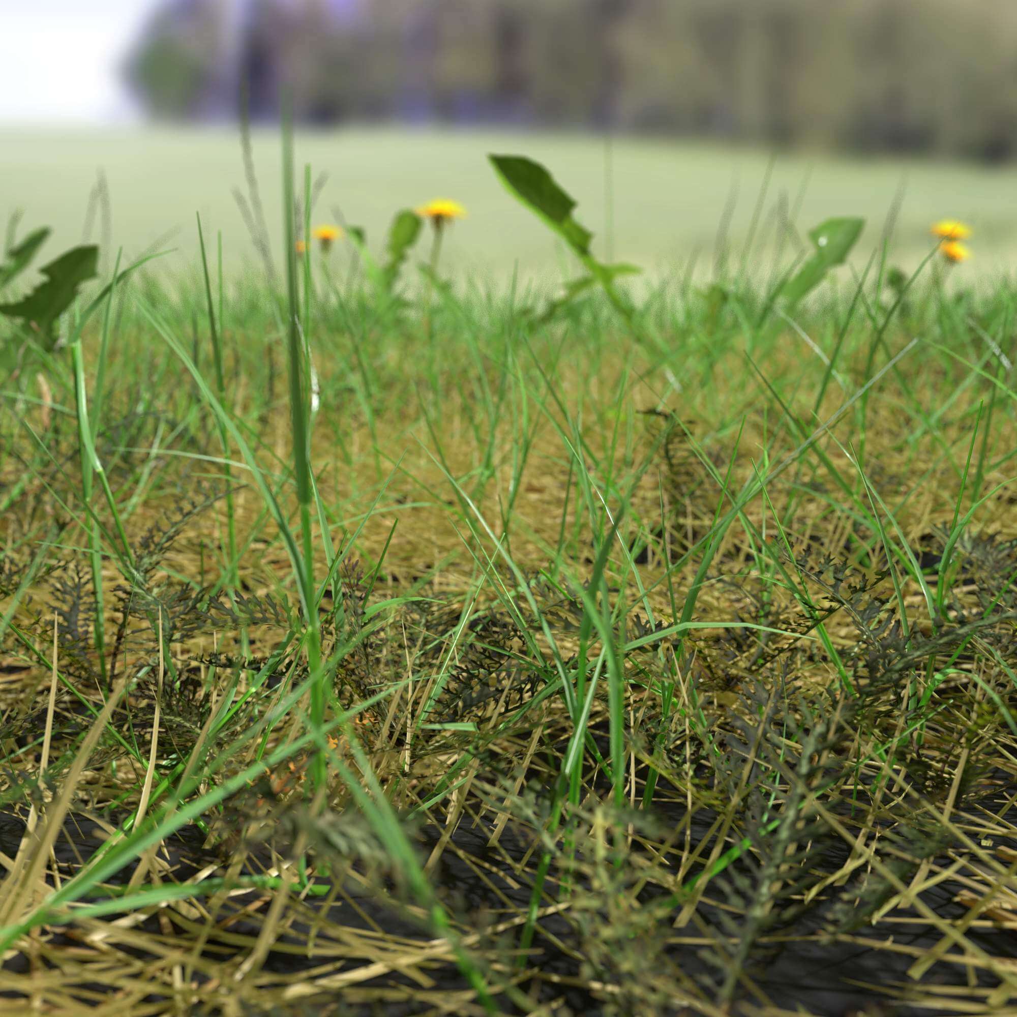 Bloodwort Meadow Patch - 3D Model by kambur