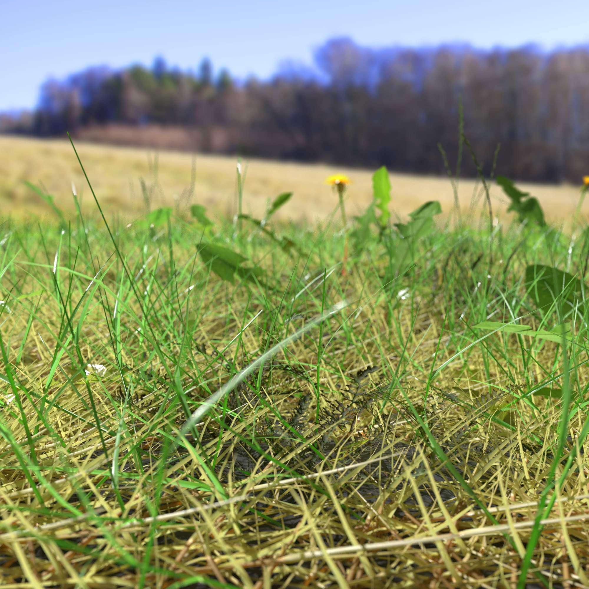 Bloodwort Meadow Patch - 3D Model by kambur