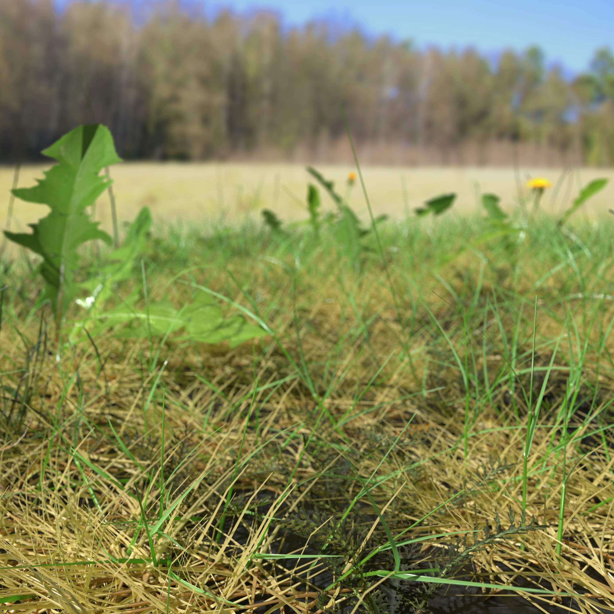 Bloodwort Meadow Patch - 3D Model by kambur