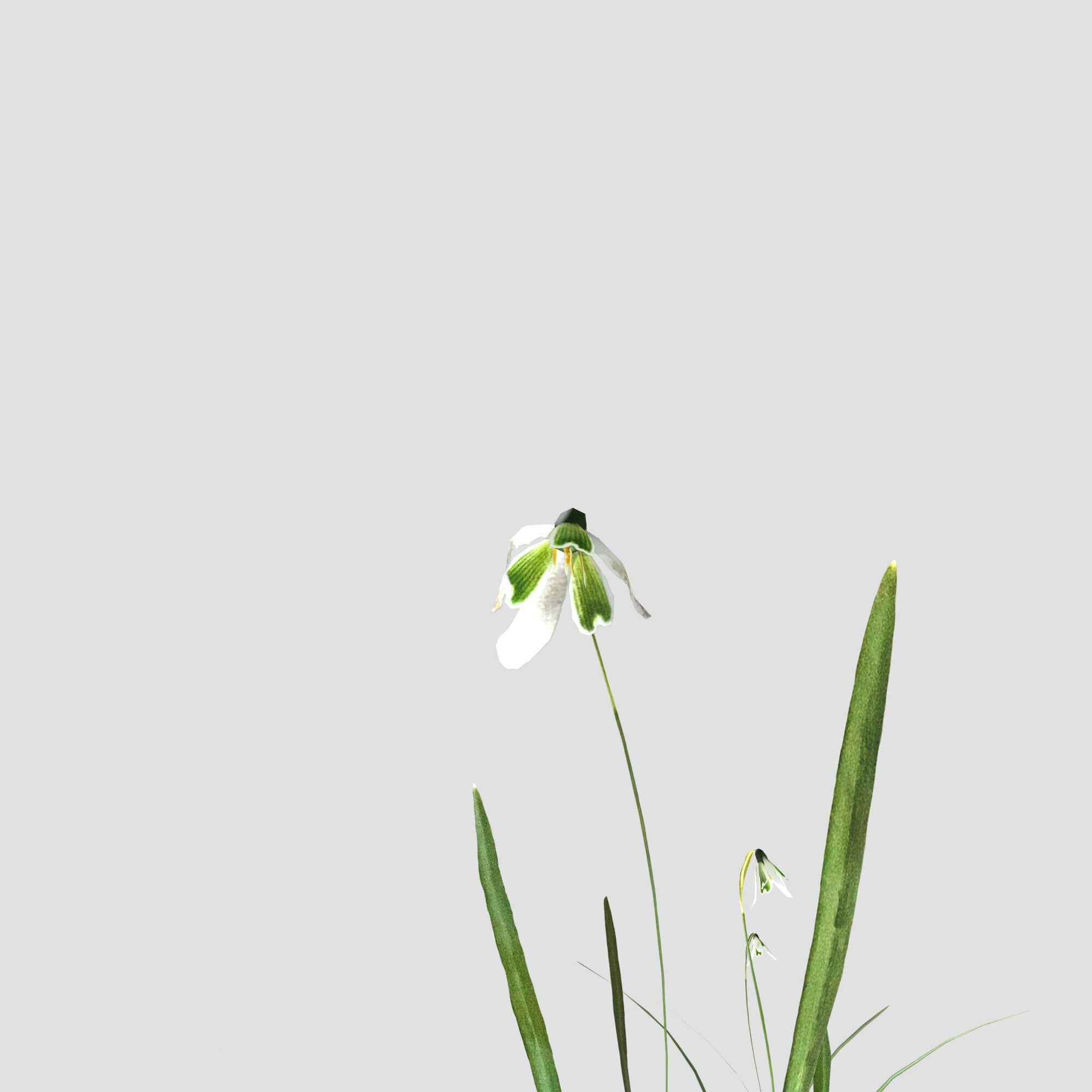 Common Snowdrop Pack - 3D Model by kambur