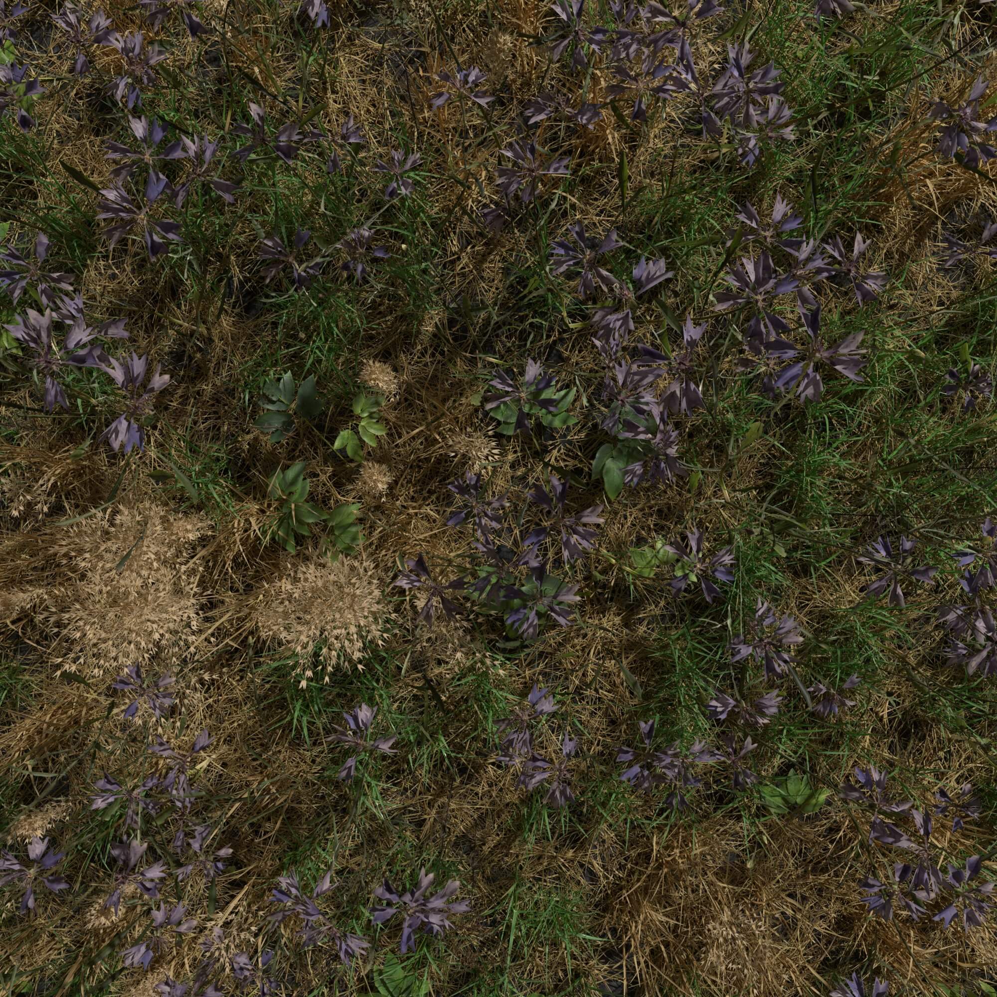 Cornflower Meadow Patch - 3D Model by kambur