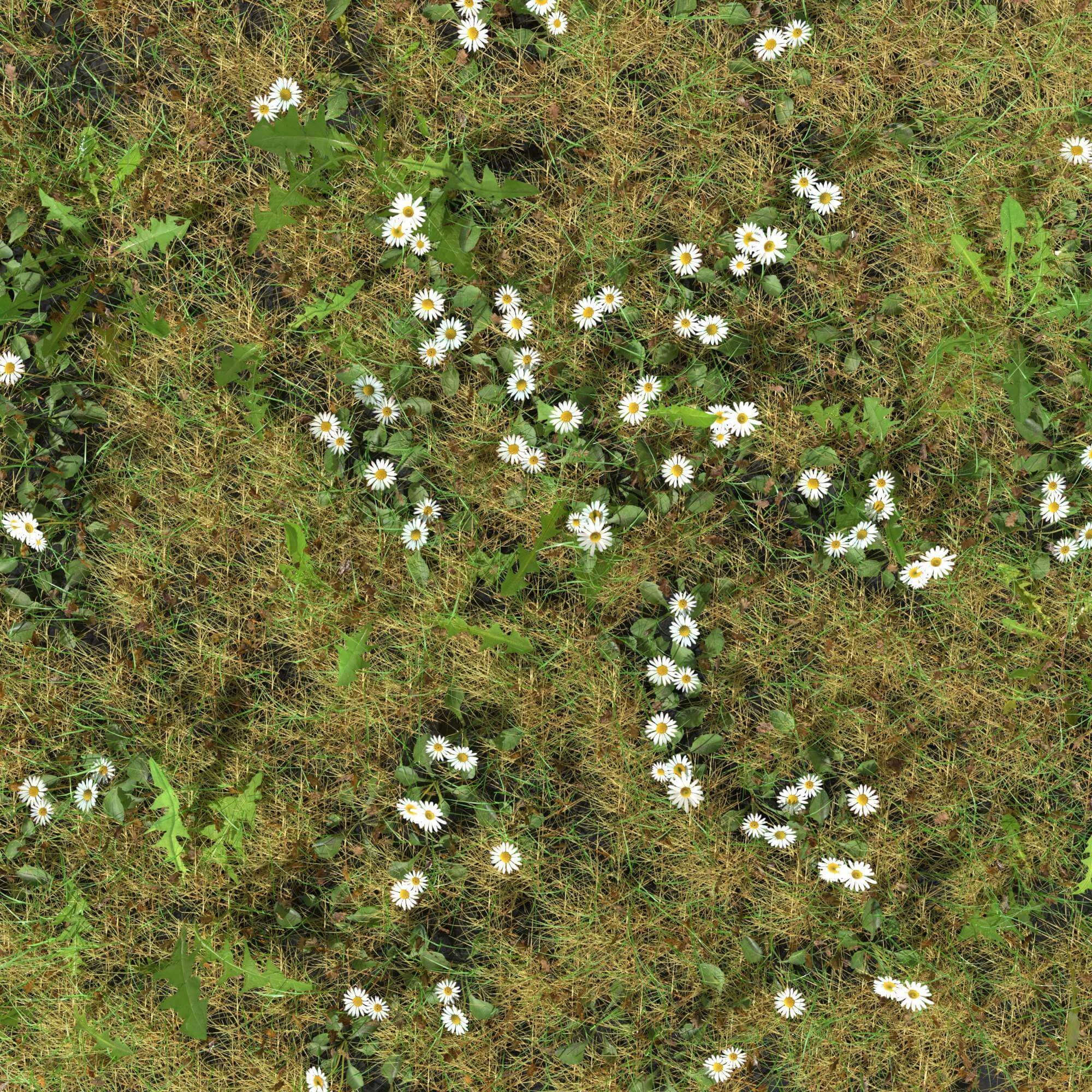 Daisy Meadow Patch - 3D Model by kambur