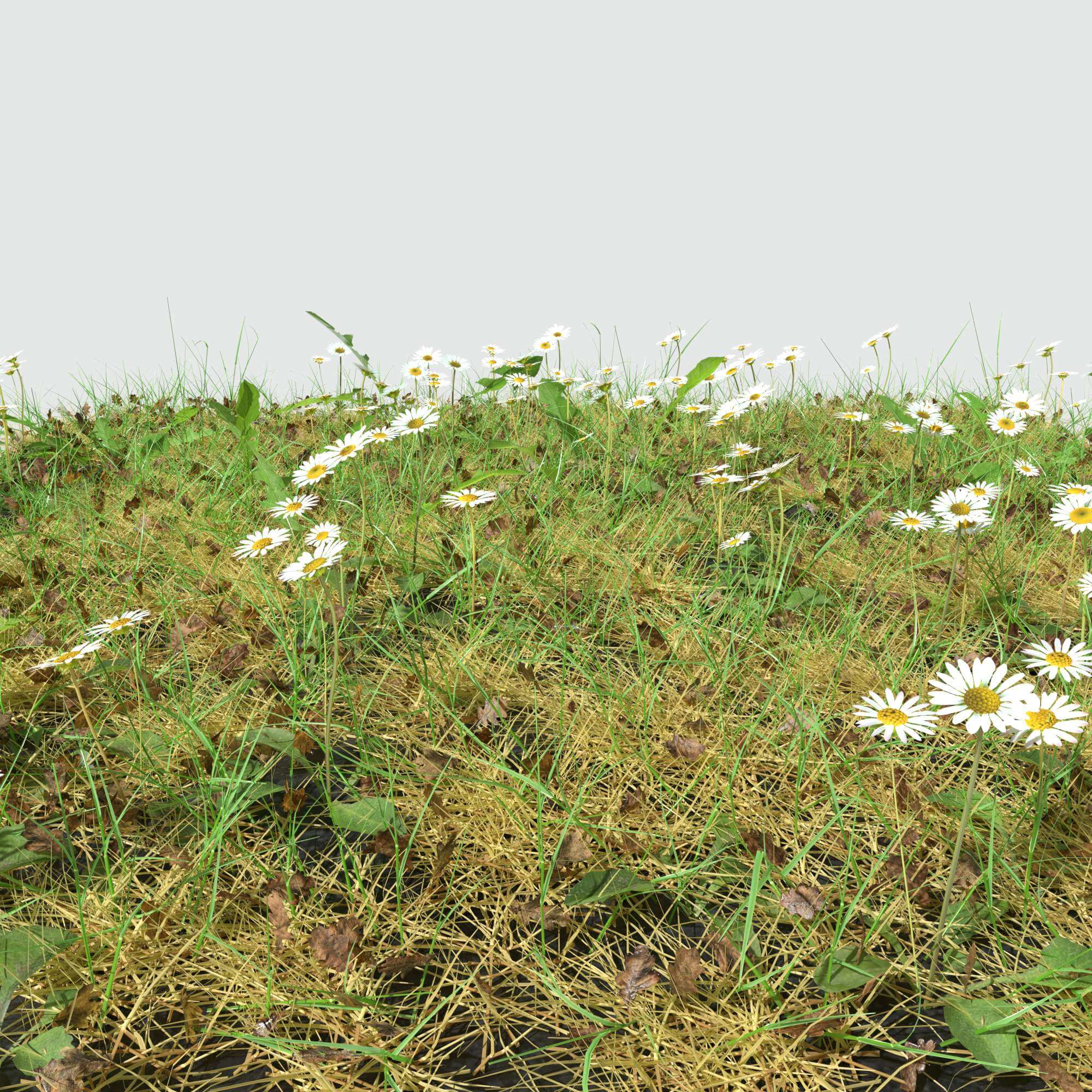 Daisy Meadow Patch - 3D Model by kambur