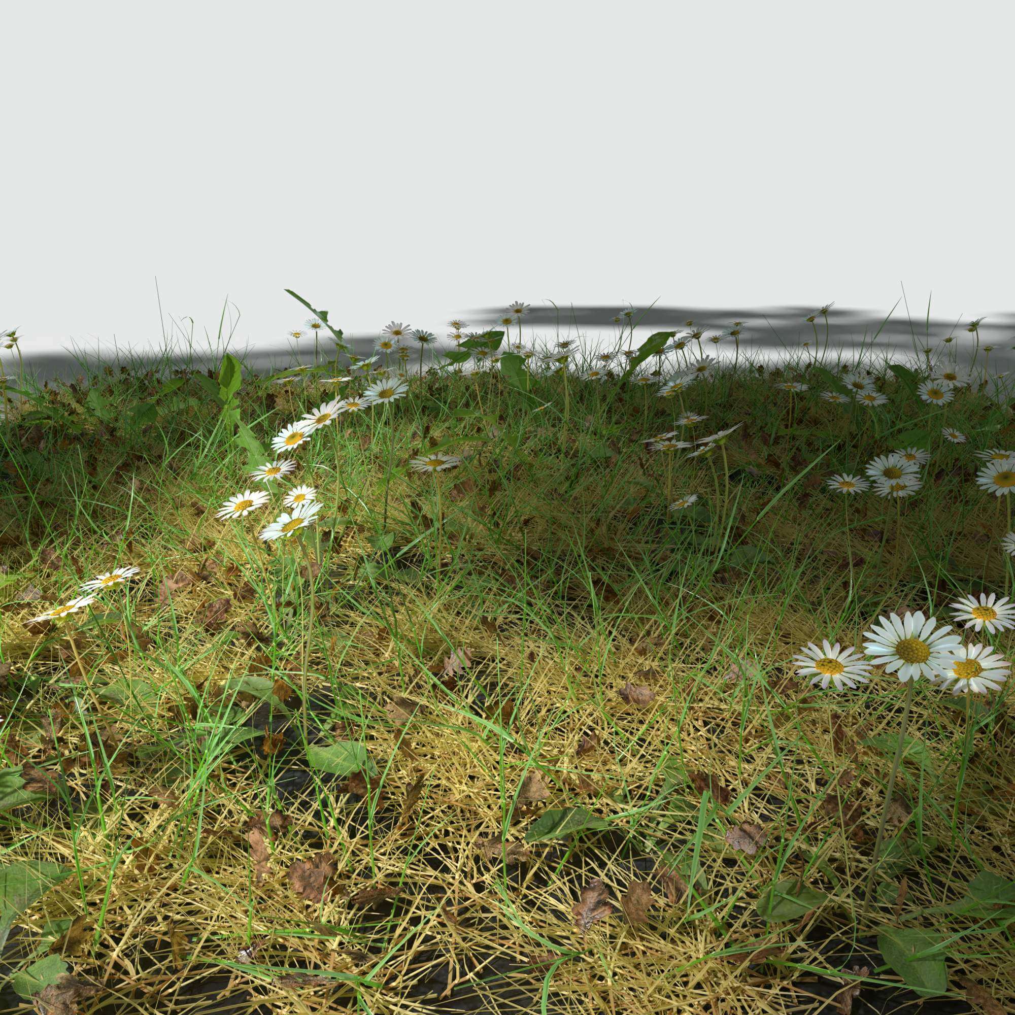 Daisy Meadow Patch - 3D Model by kambur
