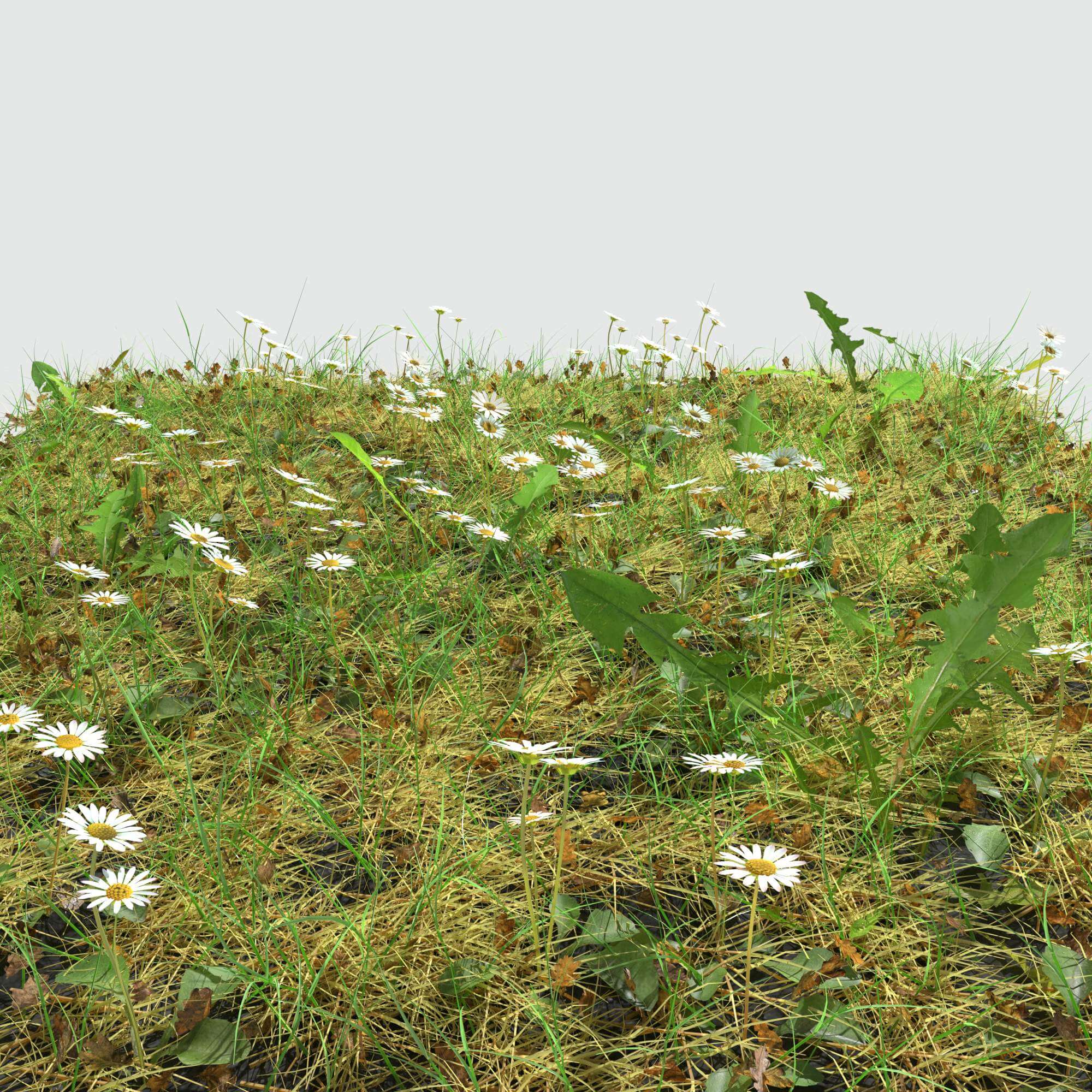 Daisy Meadow Patch - 3D Model by kambur