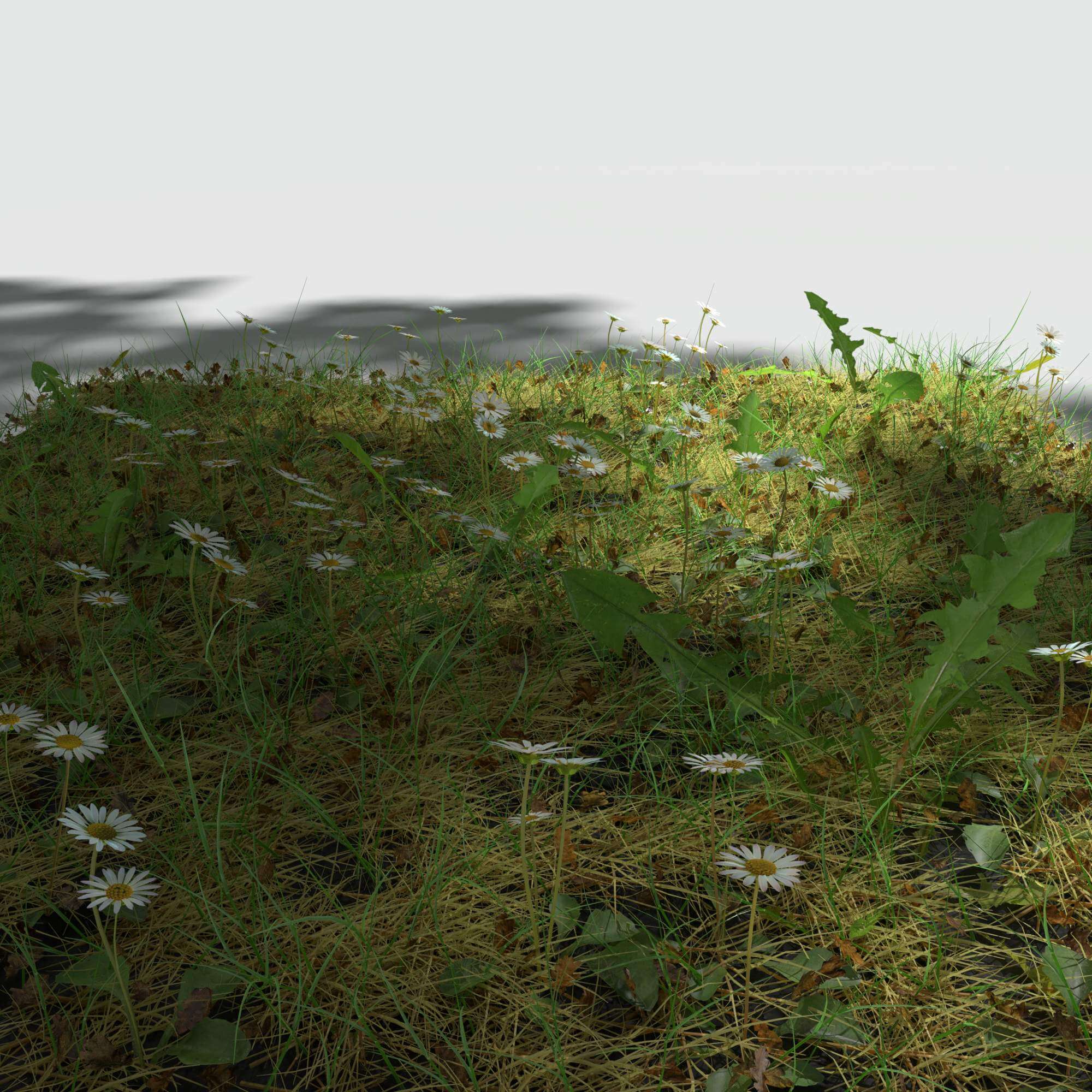 Daisy Meadow Patch - 3D Model by kambur