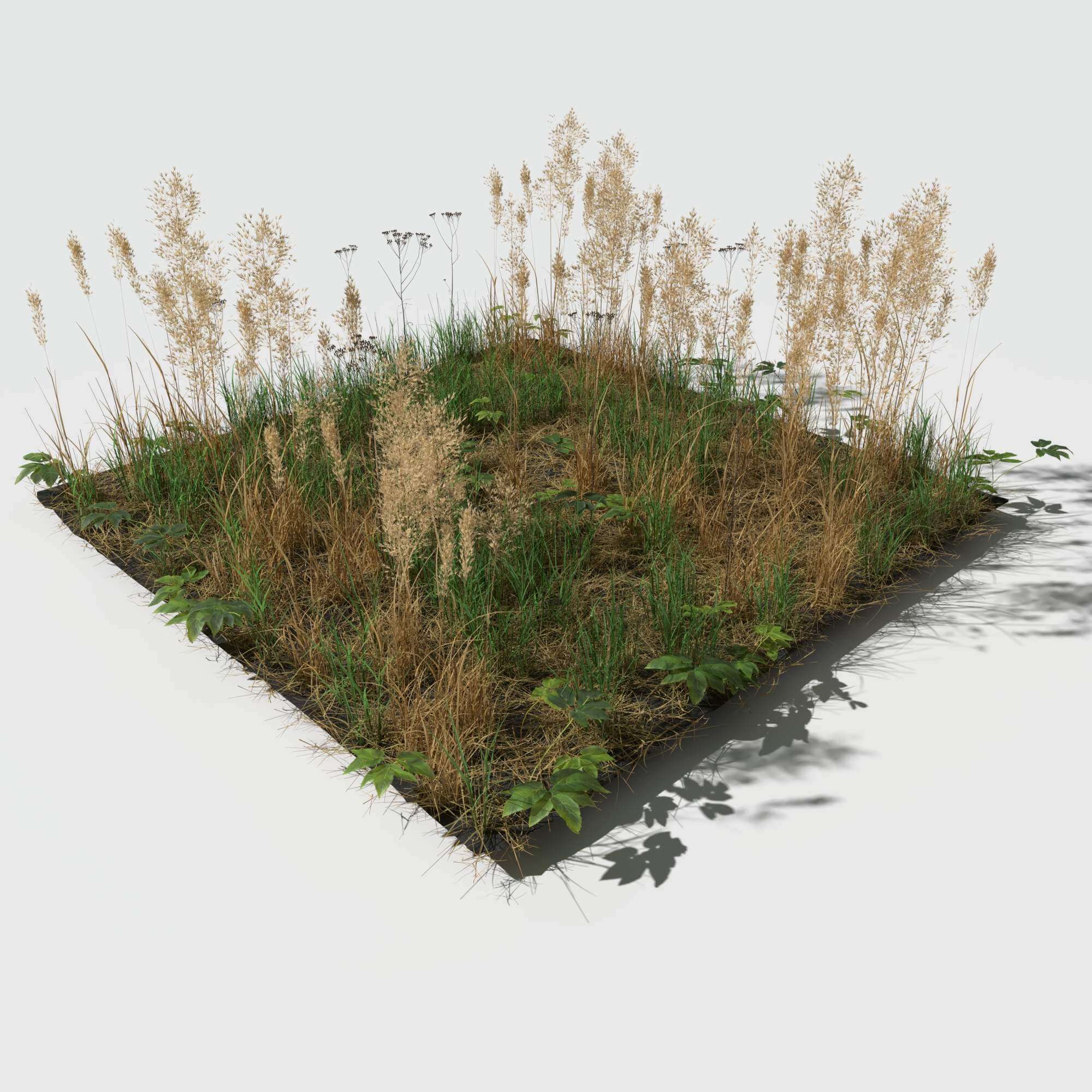 Dry Bent Grass Meadow Patch - 3D Model by kambur