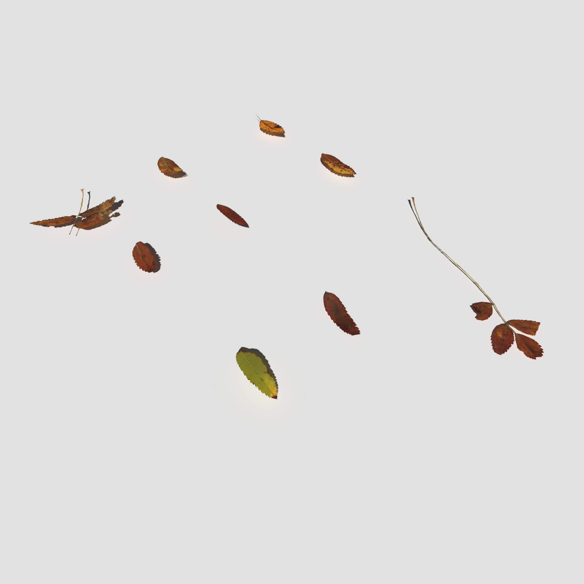 Dry Mountain Ash Leaves Pack - 3D Model by kambur