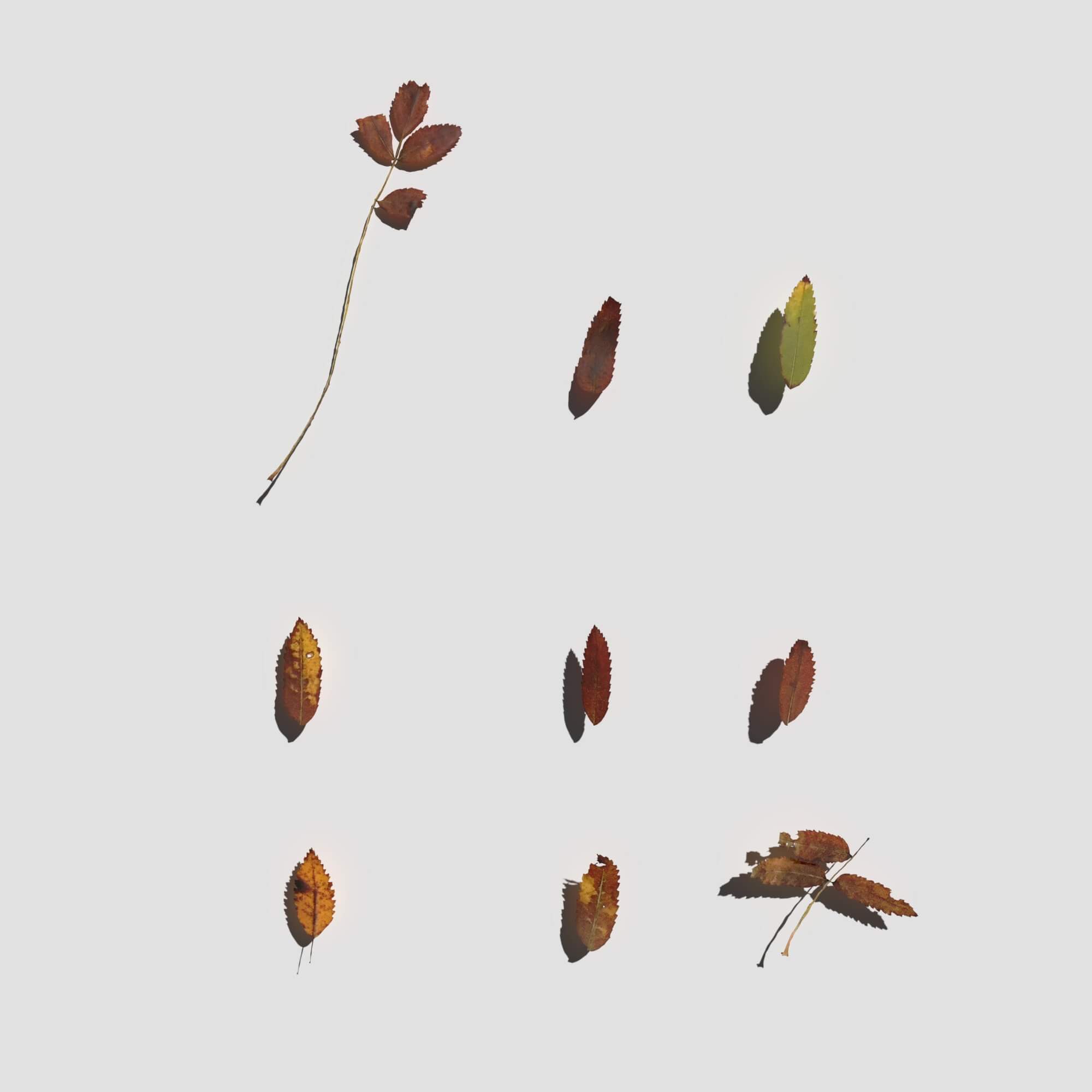 Dry Mountain Ash Leaves Pack - 3D Model by kambur