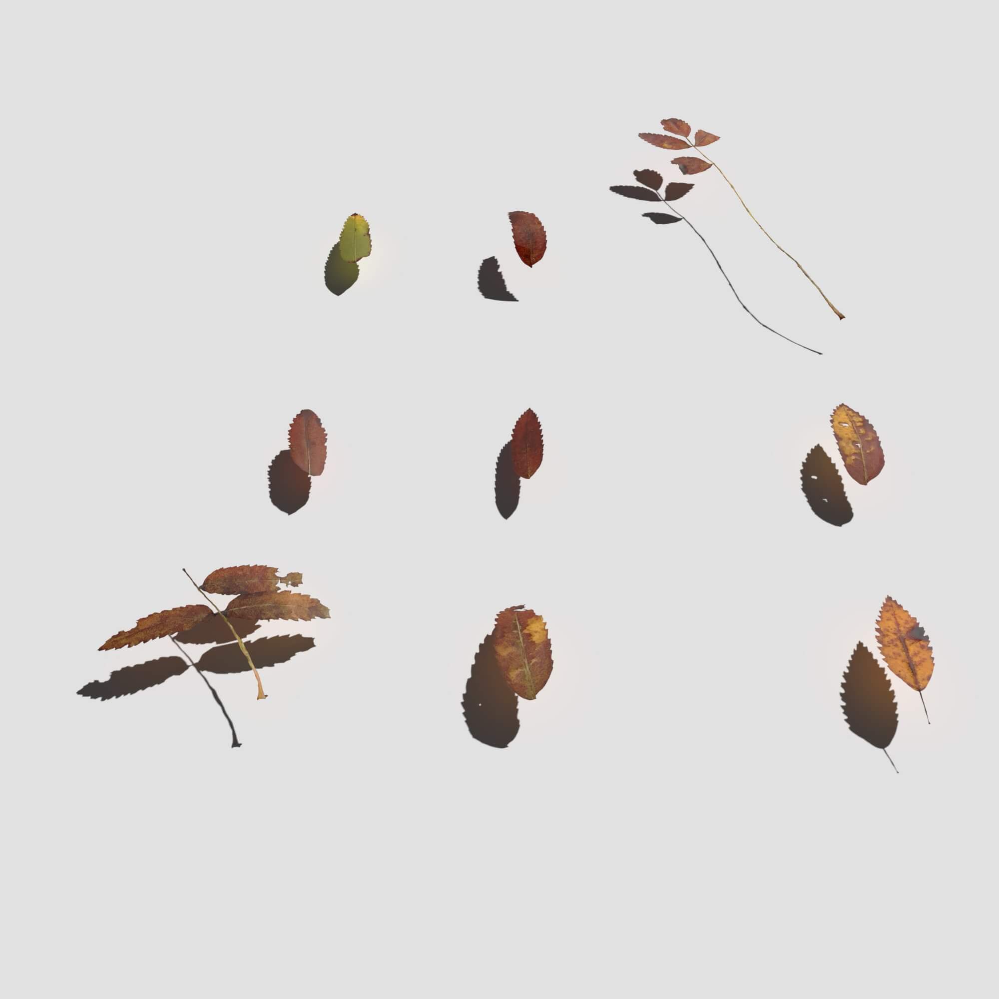 Dry Mountain Ash Leaves Pack - 3D Model by kambur