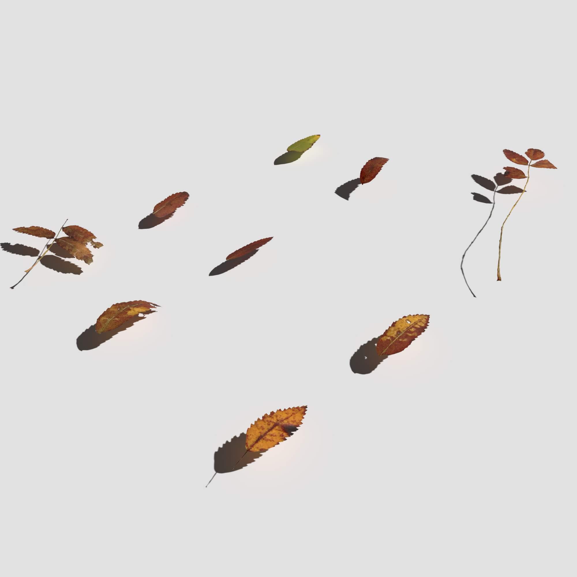 Dry Mountain Ash Leaves Pack - 3D Model by kambur
