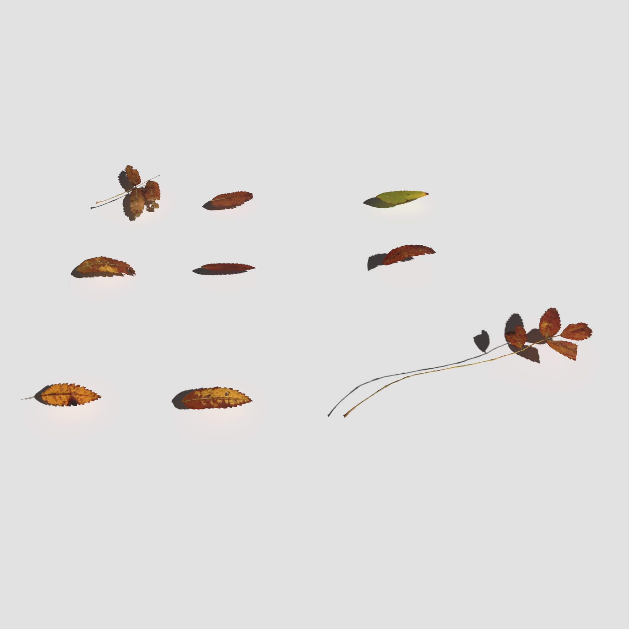 Dry Mountain Ash Leaves Pack - 3D Model by kambur