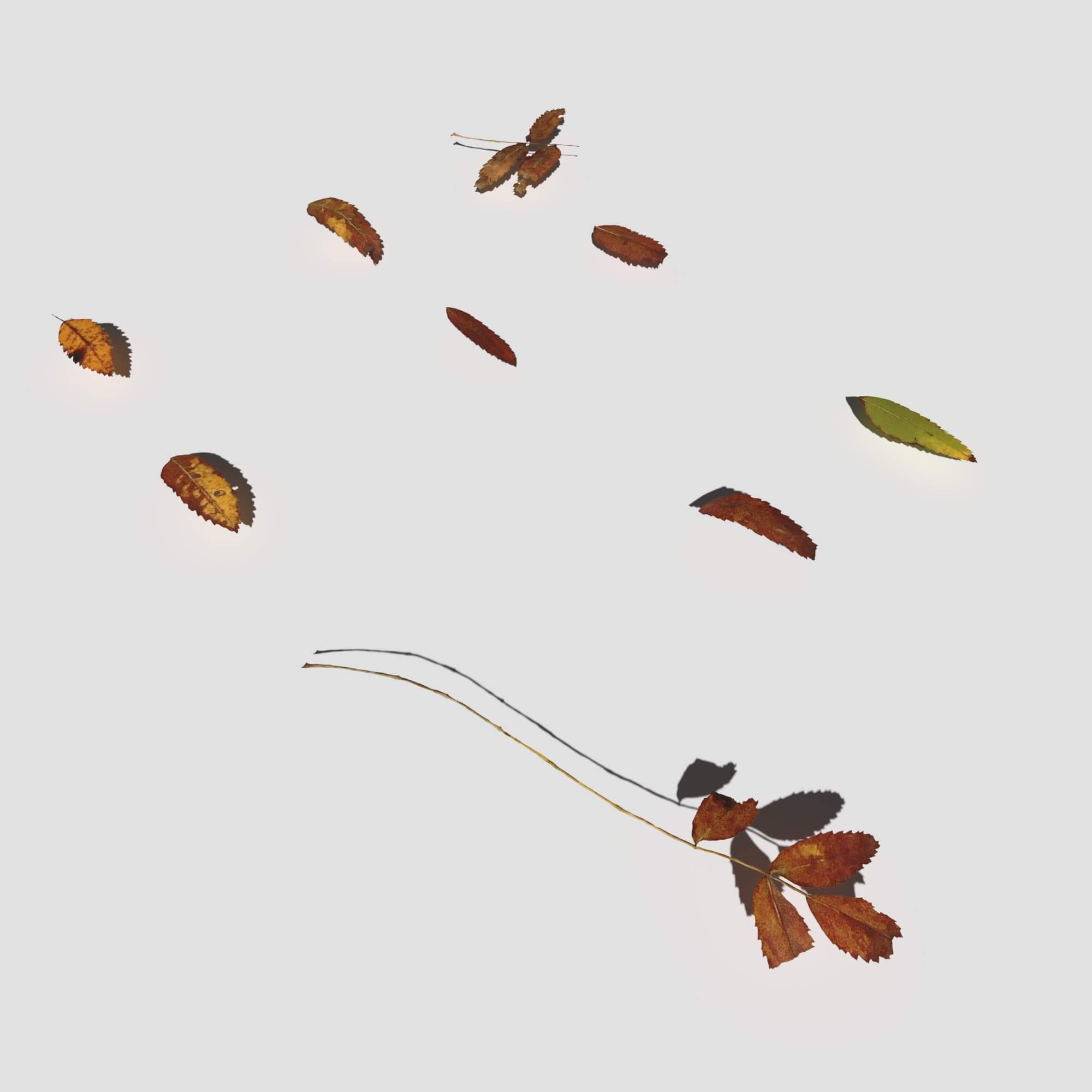 Dry Mountain Ash Leaves Pack - 3D Model by kambur