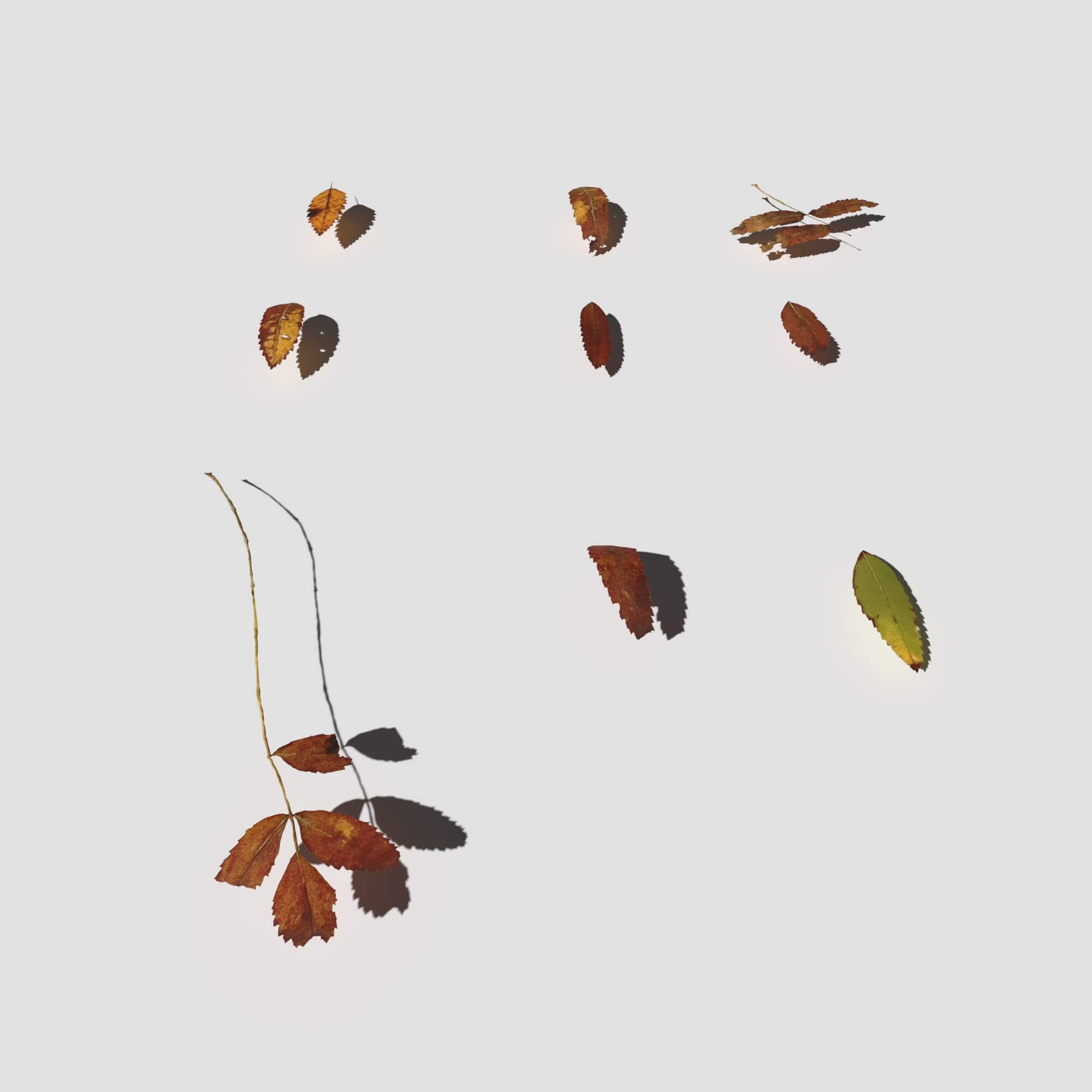 Dry Mountain Ash Leaves Pack - 3D Model by kambur
