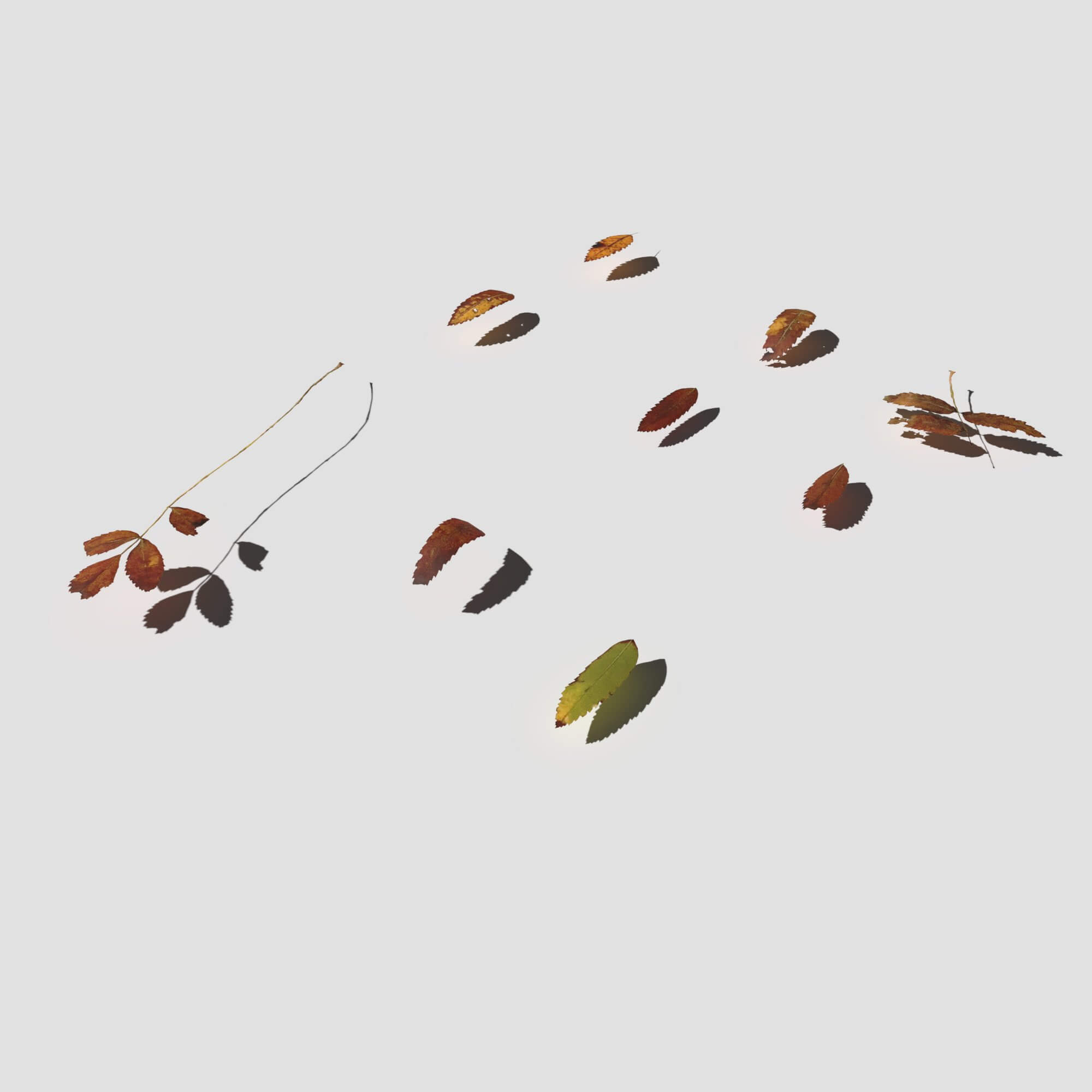 Dry Mountain Ash Leaves Pack - 3D Model by kambur