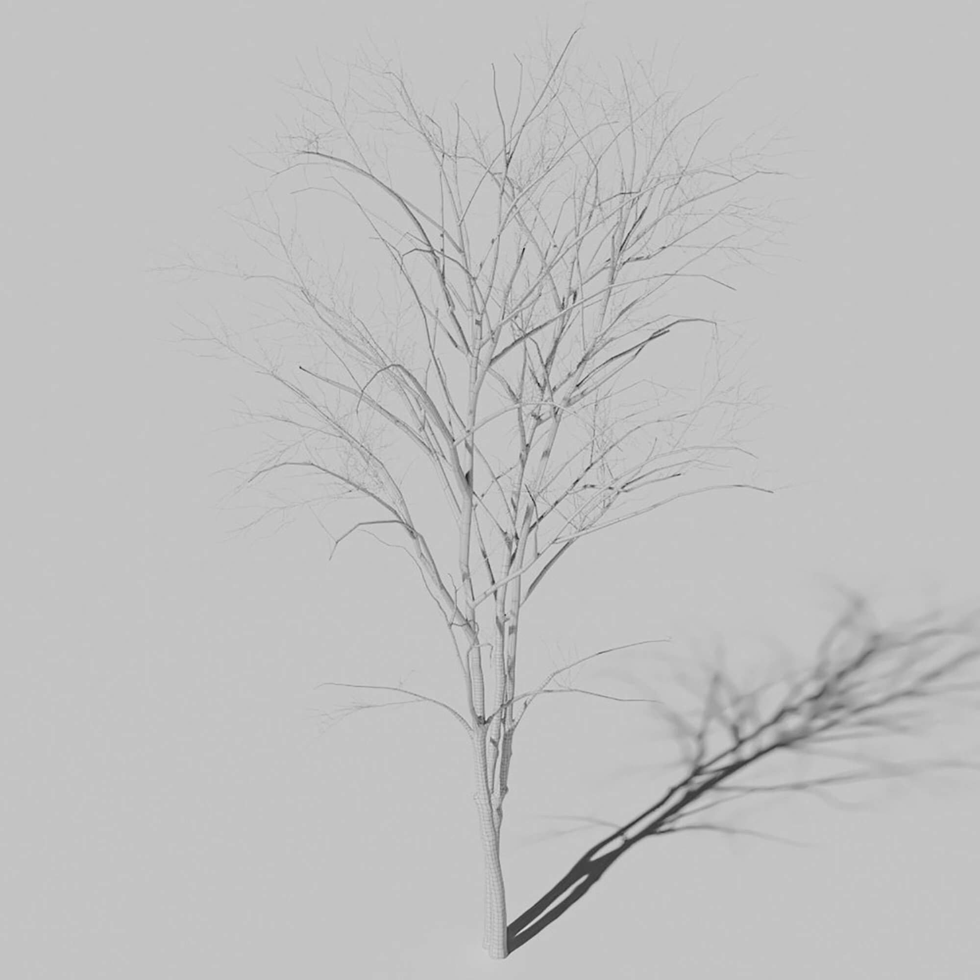 Dry Mountain Ash Tree - 3D Model by kambur