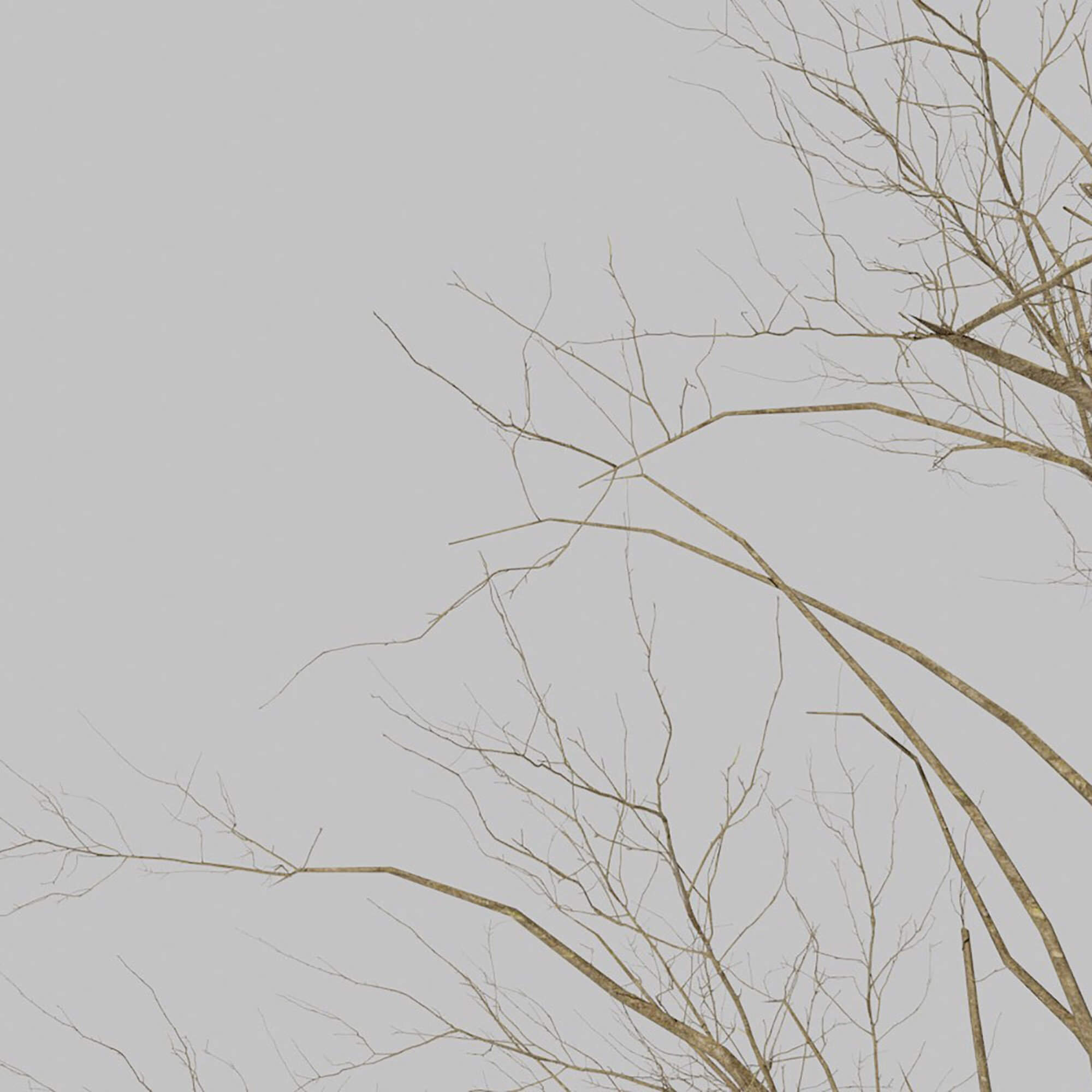 Dry Mountain Ash Tree - 3D Model by kambur