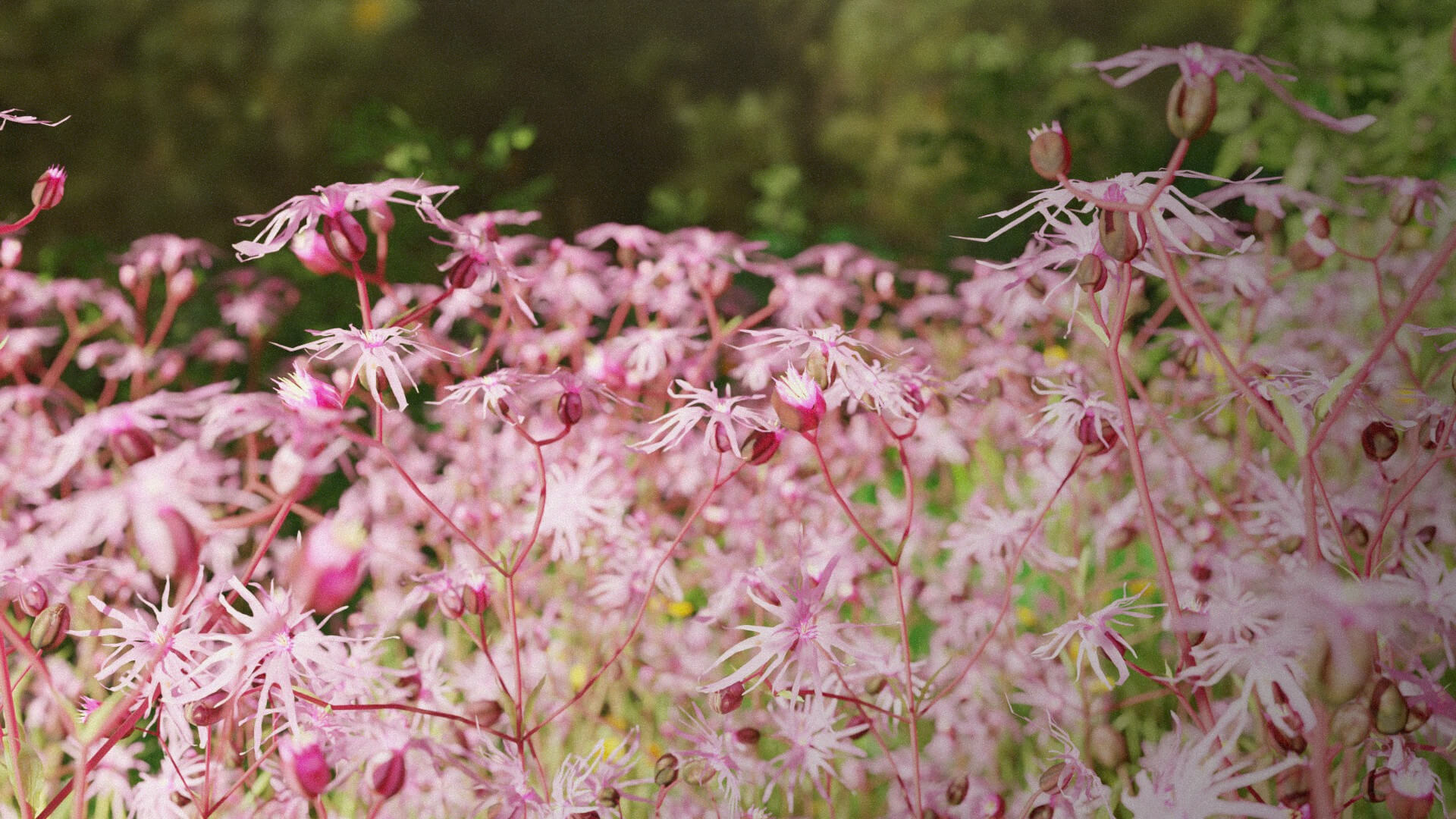 Ragged Robin 3D Render, Digital Art by kambur
