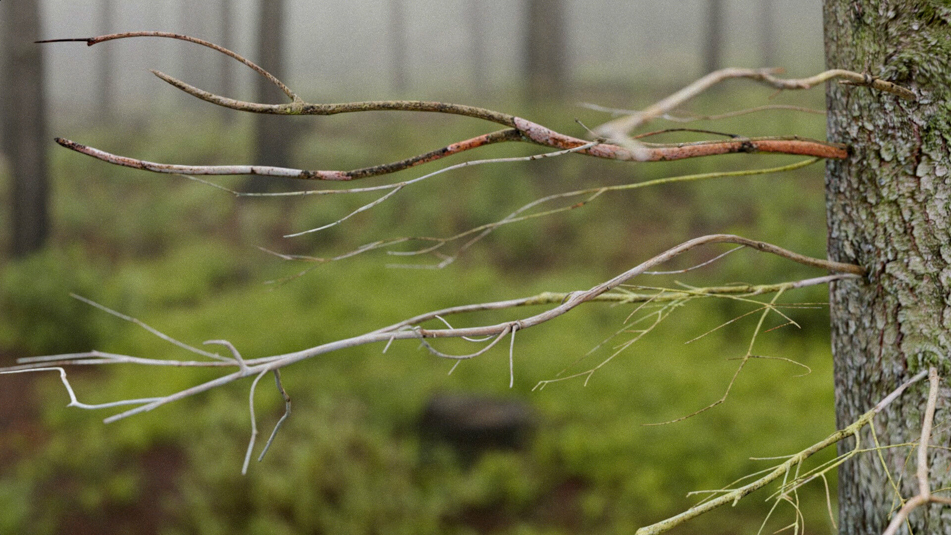Spruce Twigs 3D Render, Digital Art by kambur