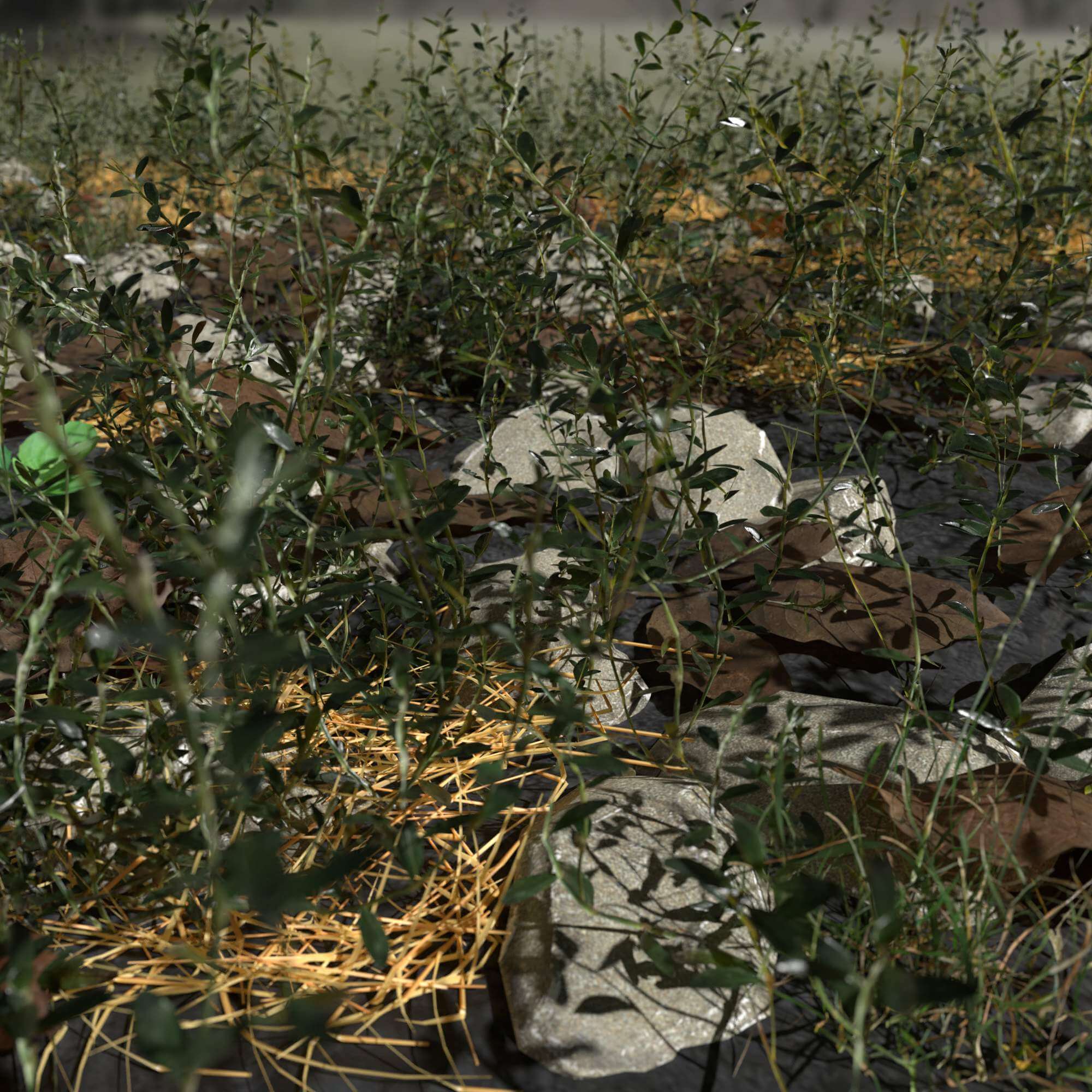 Knotweed Meadow Patch - 3D Model by kambur