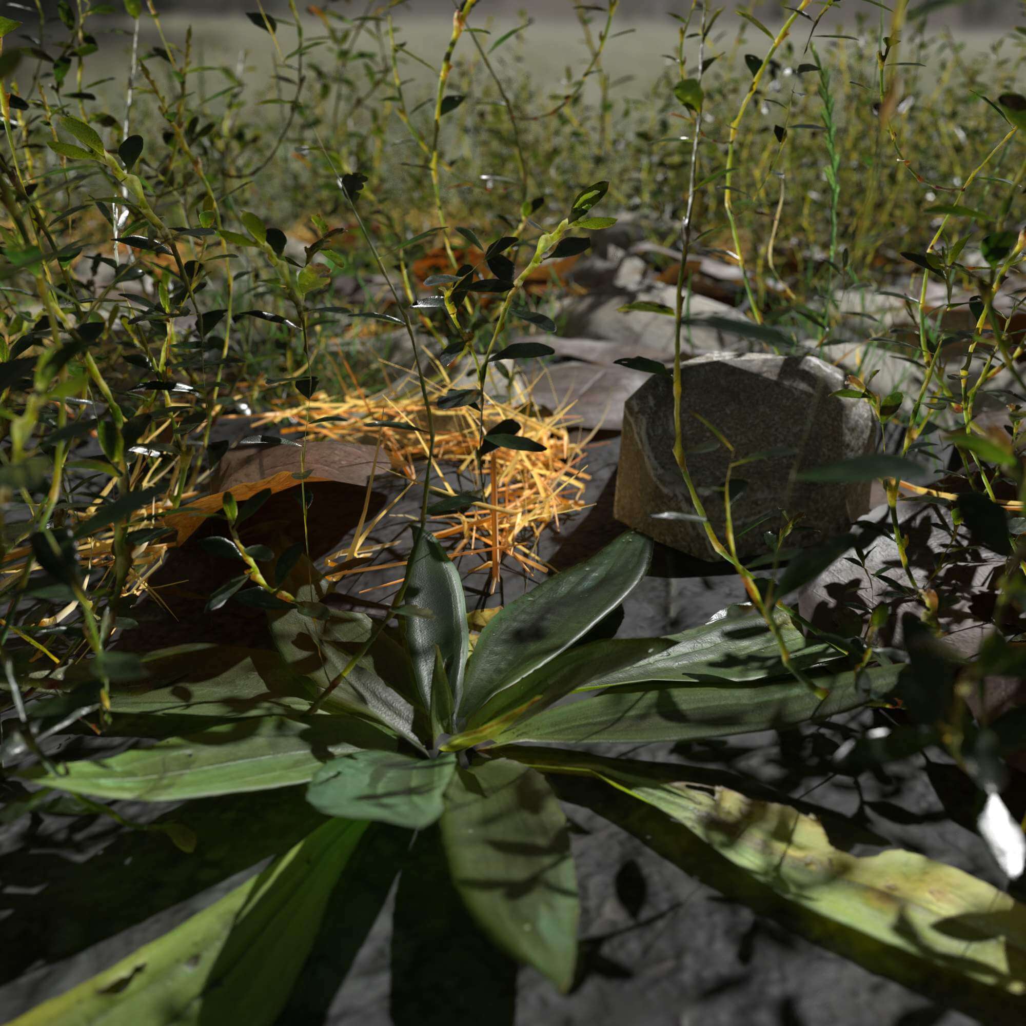 Knotweed Meadow Patch - 3D Model by kambur