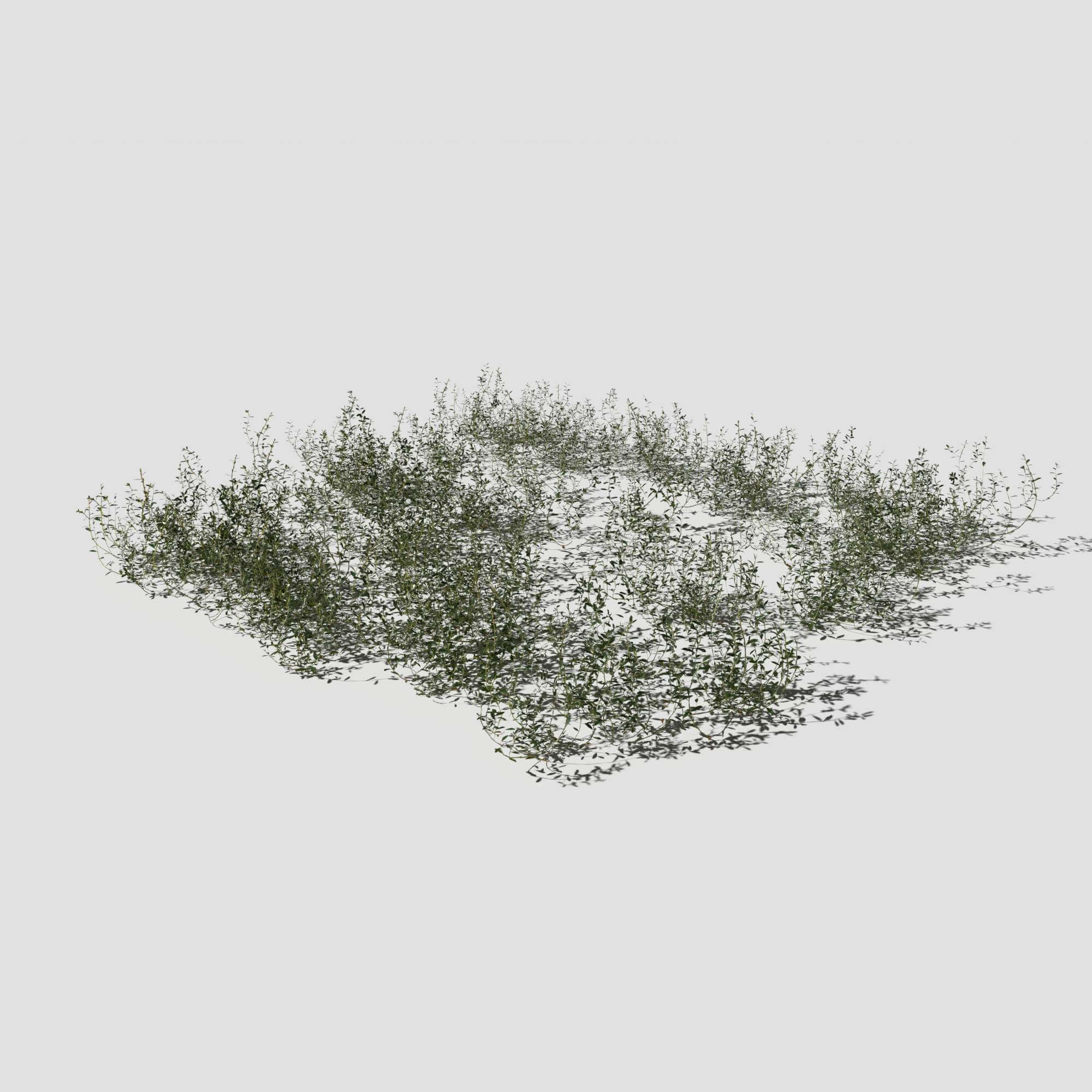 Knotweed Meadow Patch - 3D Model by kambur