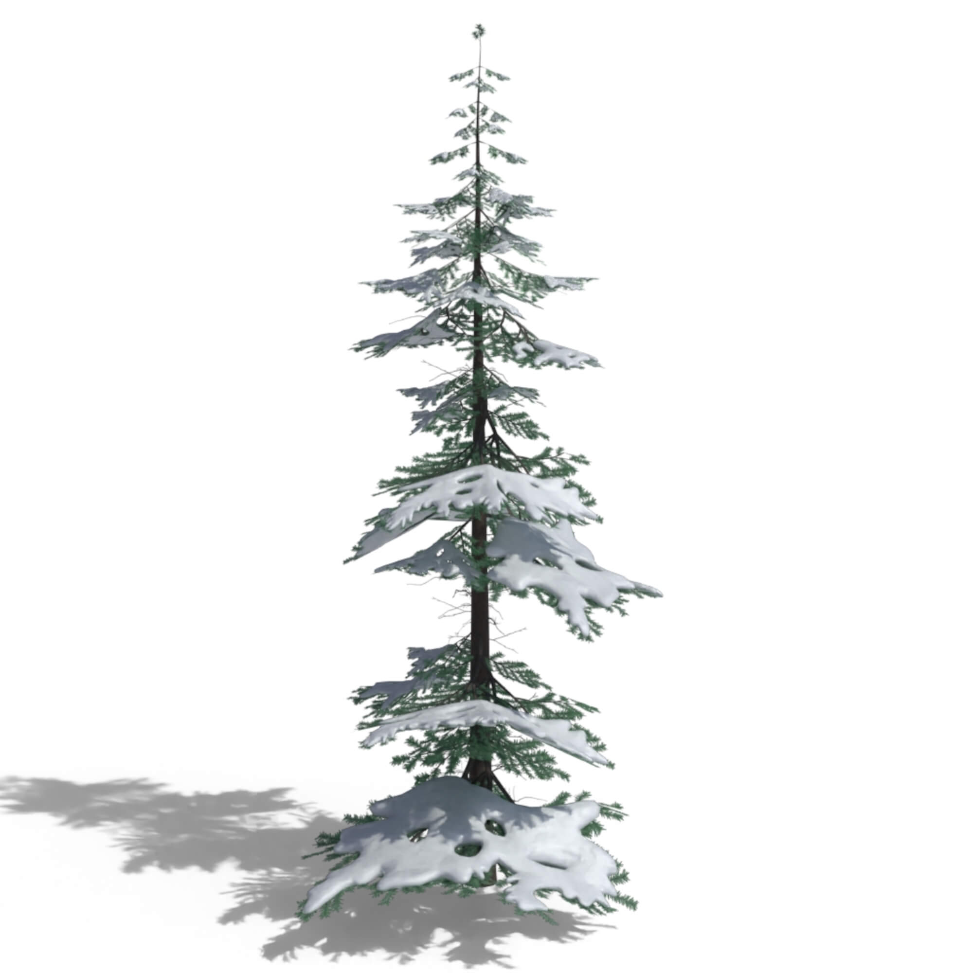 Low Poly Snowy Spruce Tree Pack - 3D Model by kambur