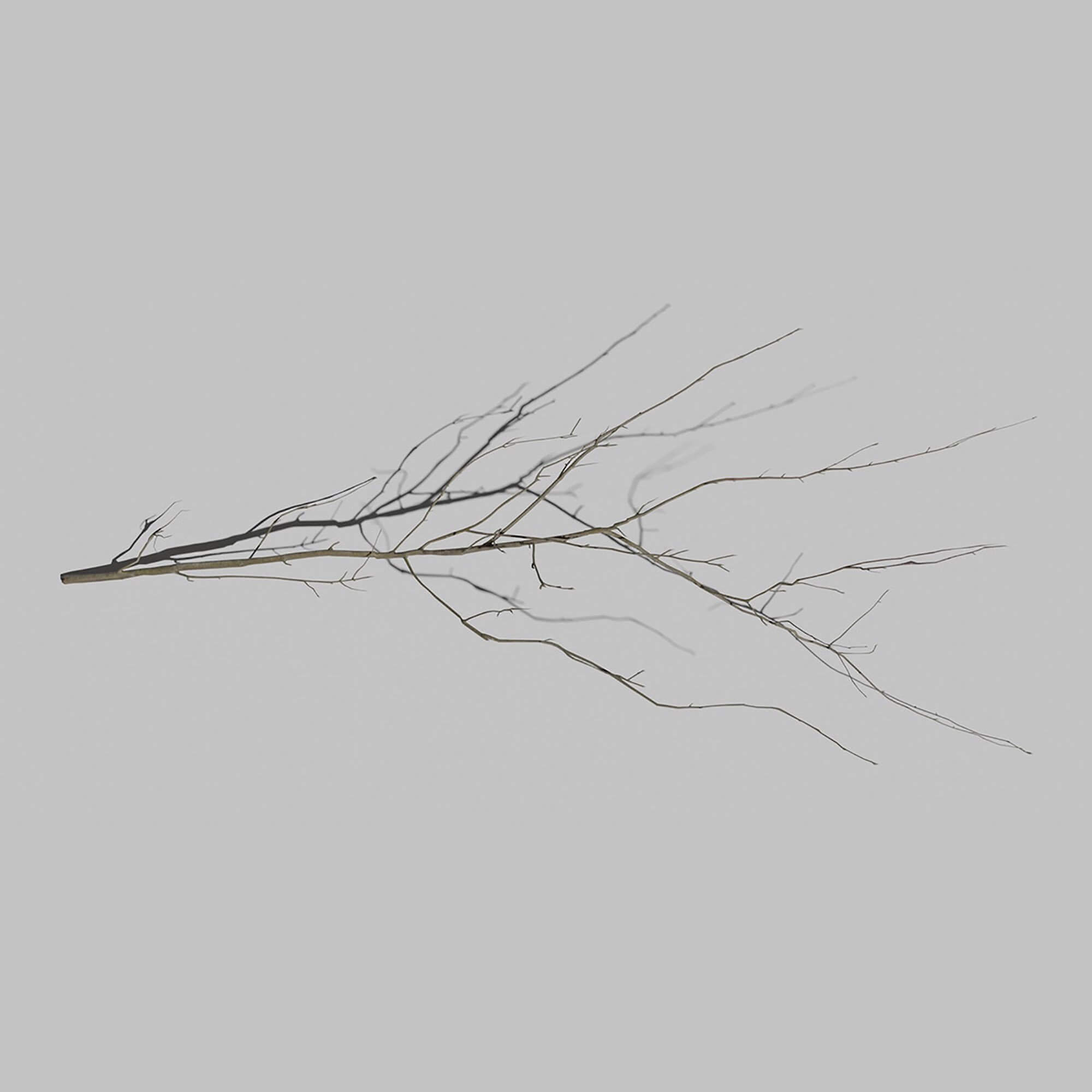 Mountain Ash Branch - 3D Model by kambur