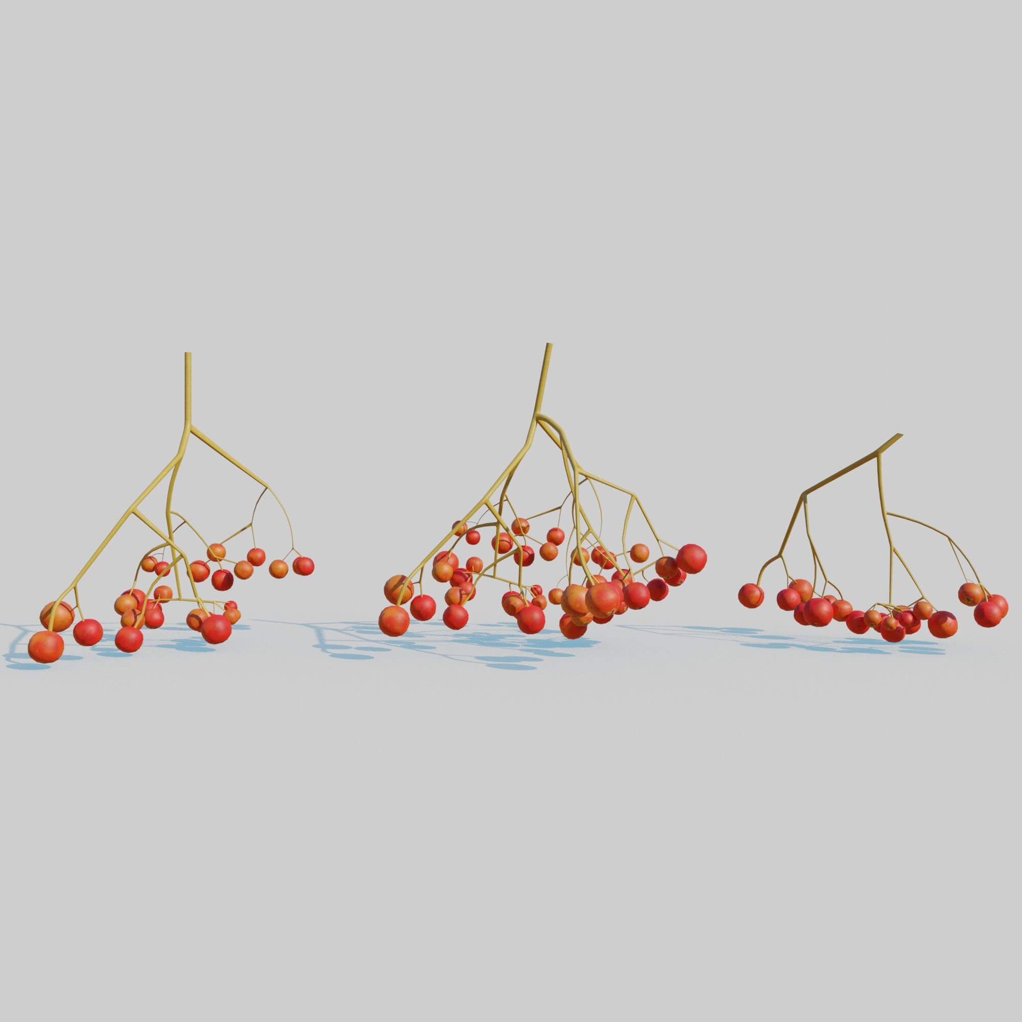 Mountain Ash Fruit - 3D Model by kambur