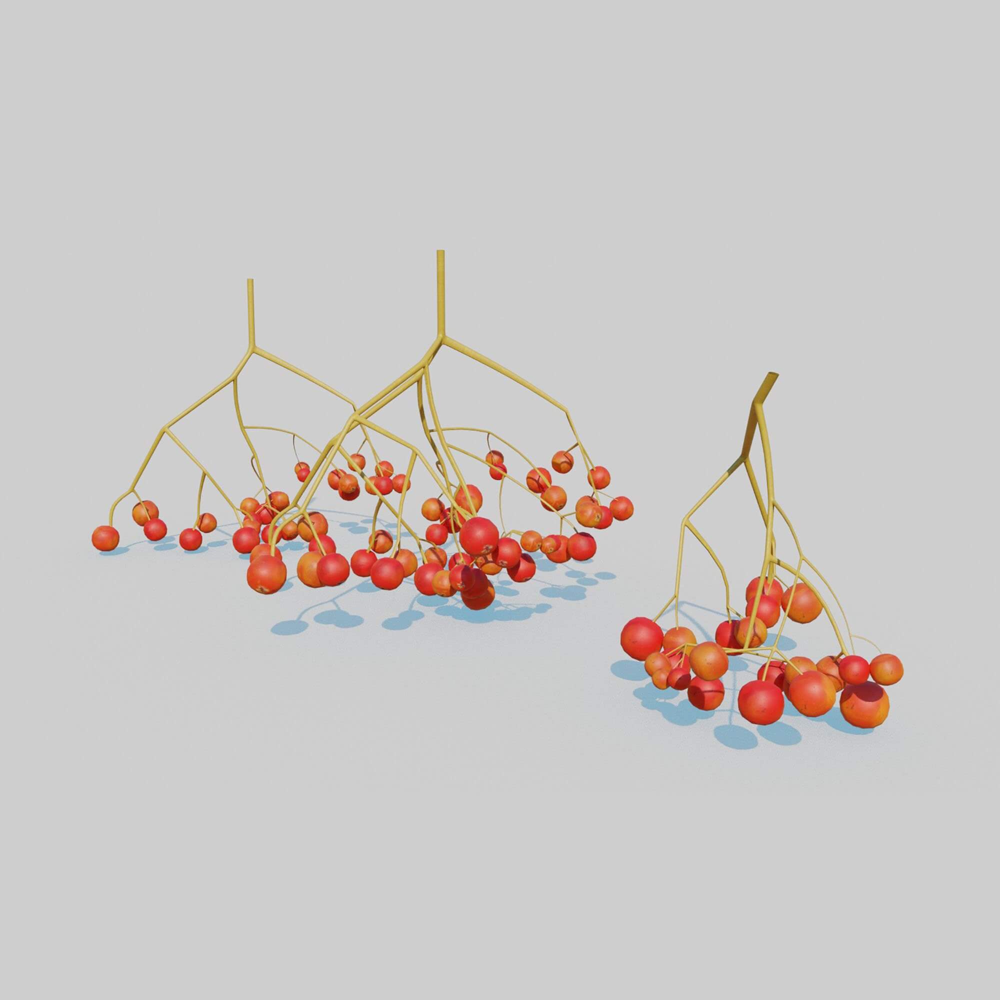 Mountain Ash Fruit - 3D Model by kambur