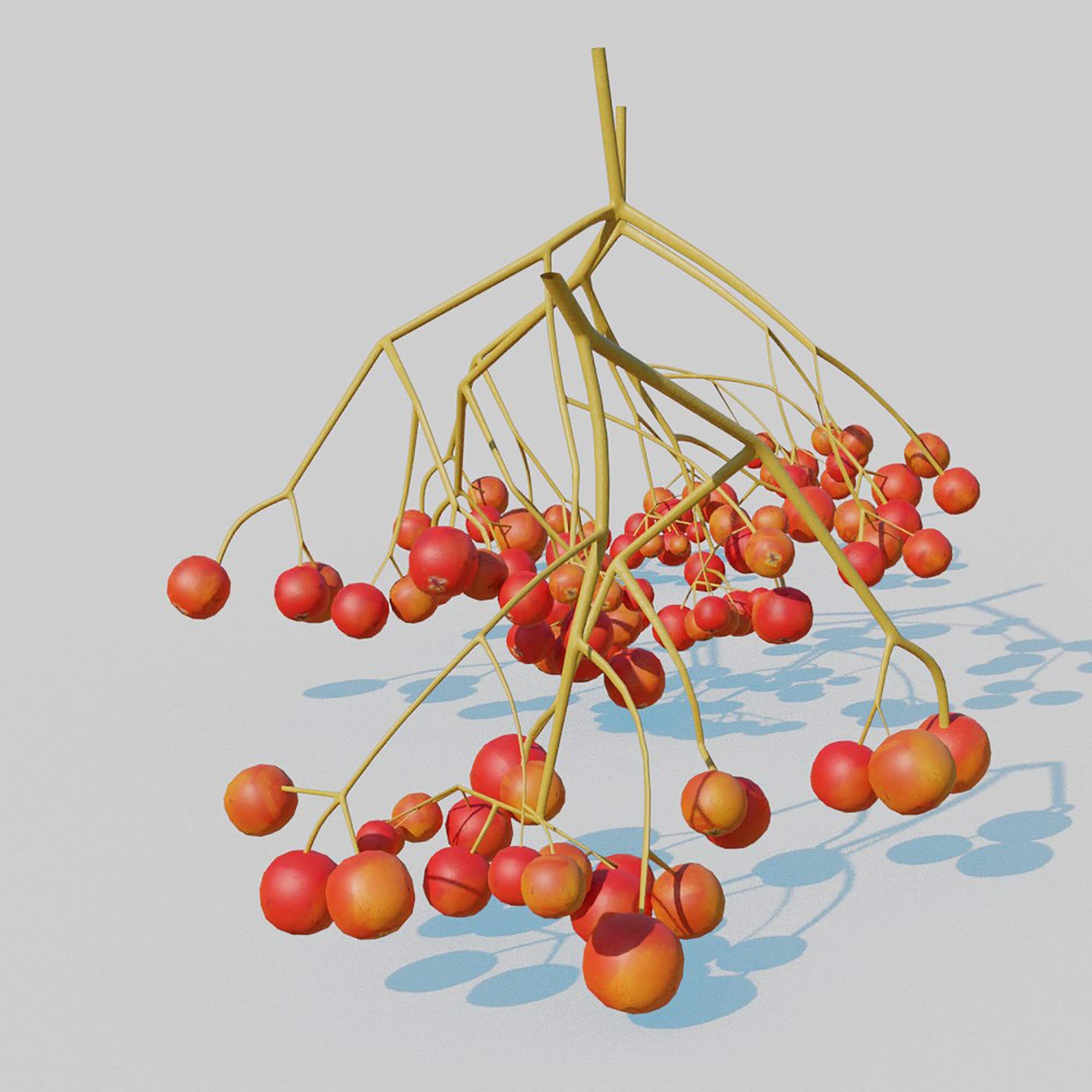 Mountain Ash Fruit - 3D Model by kambur